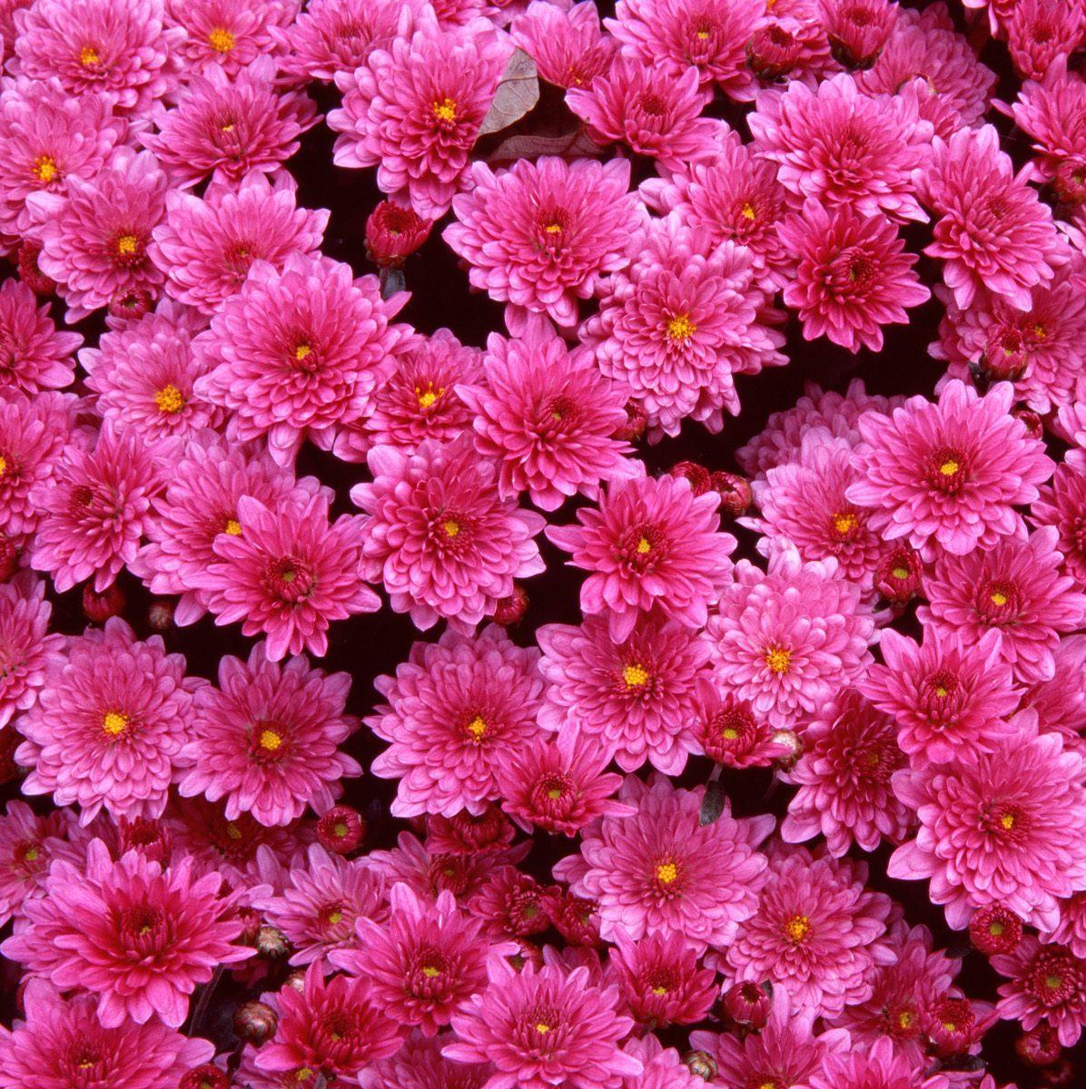 Beautiful Pink Flower Wallpapers - Top Free Beautiful Pink Flower ...