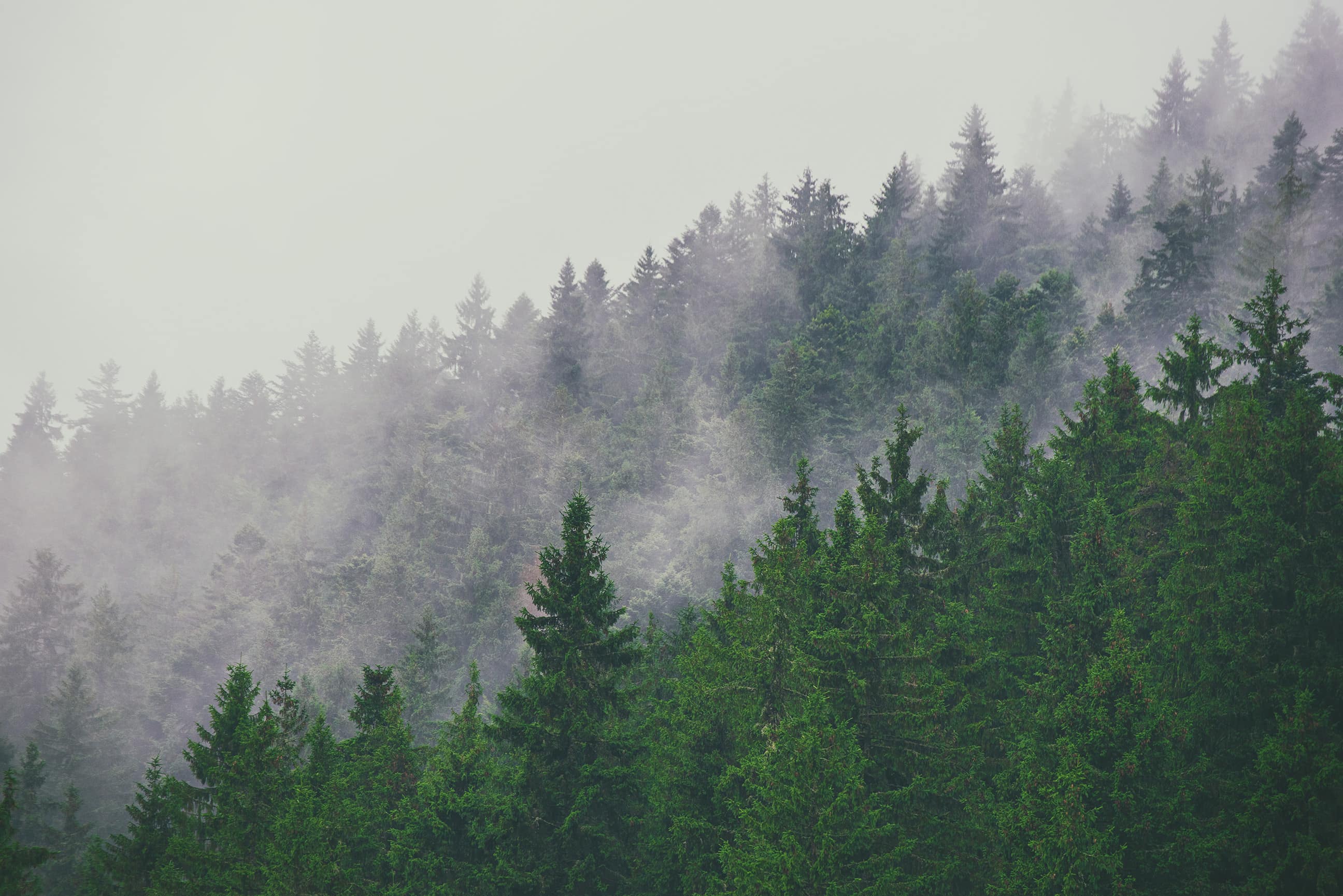 Lush Forest Wallpapers - Top Free Lush Forest Backgrounds - WallpaperAccess