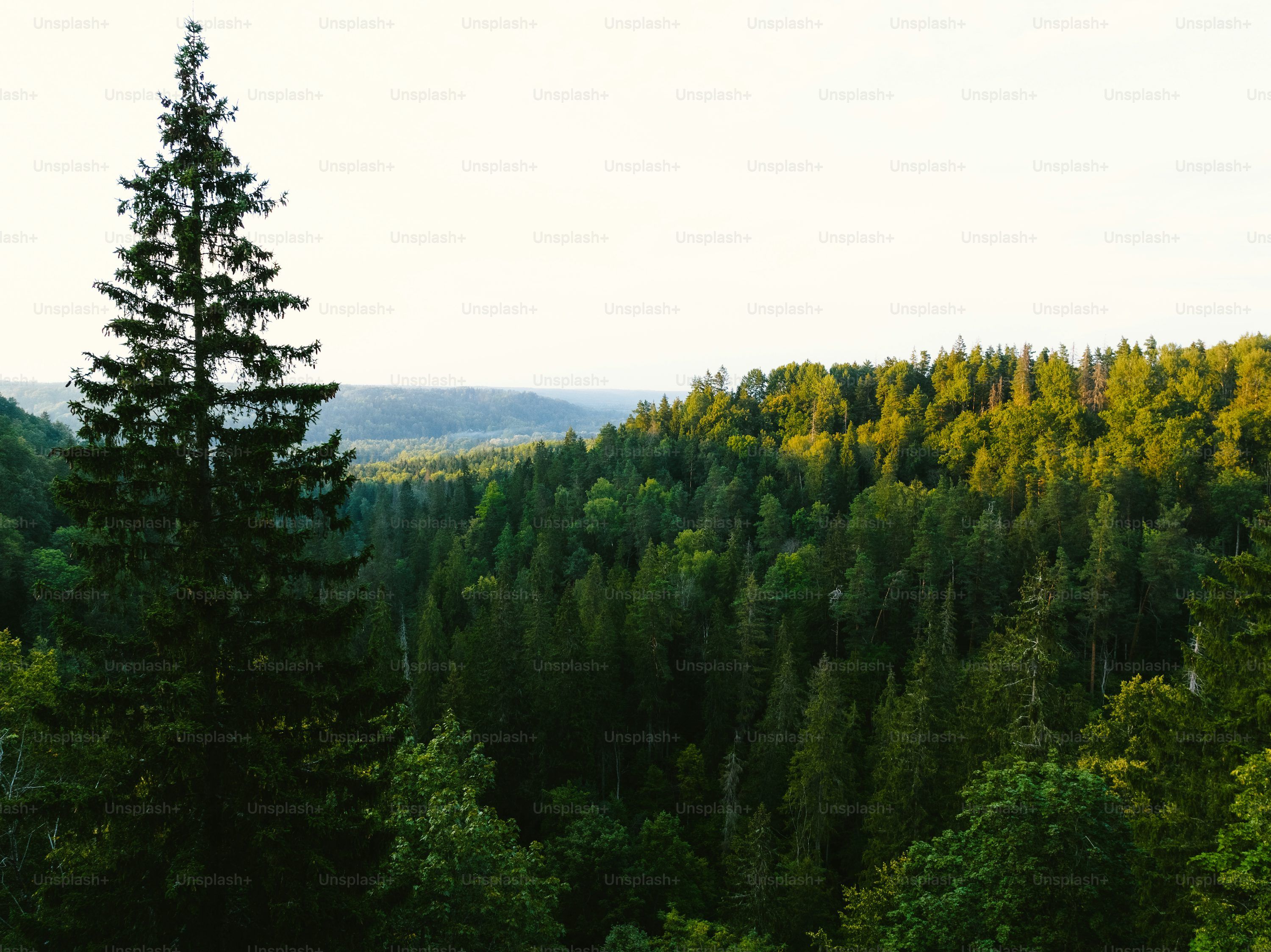 Lush Forest Wallpapers - Top Free Lush Forest Backgrounds - WallpaperAccess