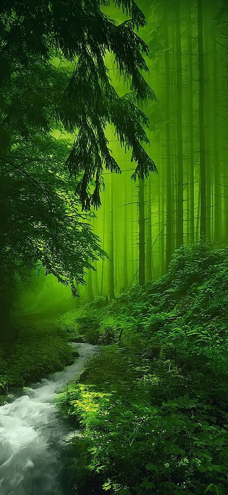 Lush Forest Wallpapers - Top Free Lush Forest Backgrounds - WallpaperAccess