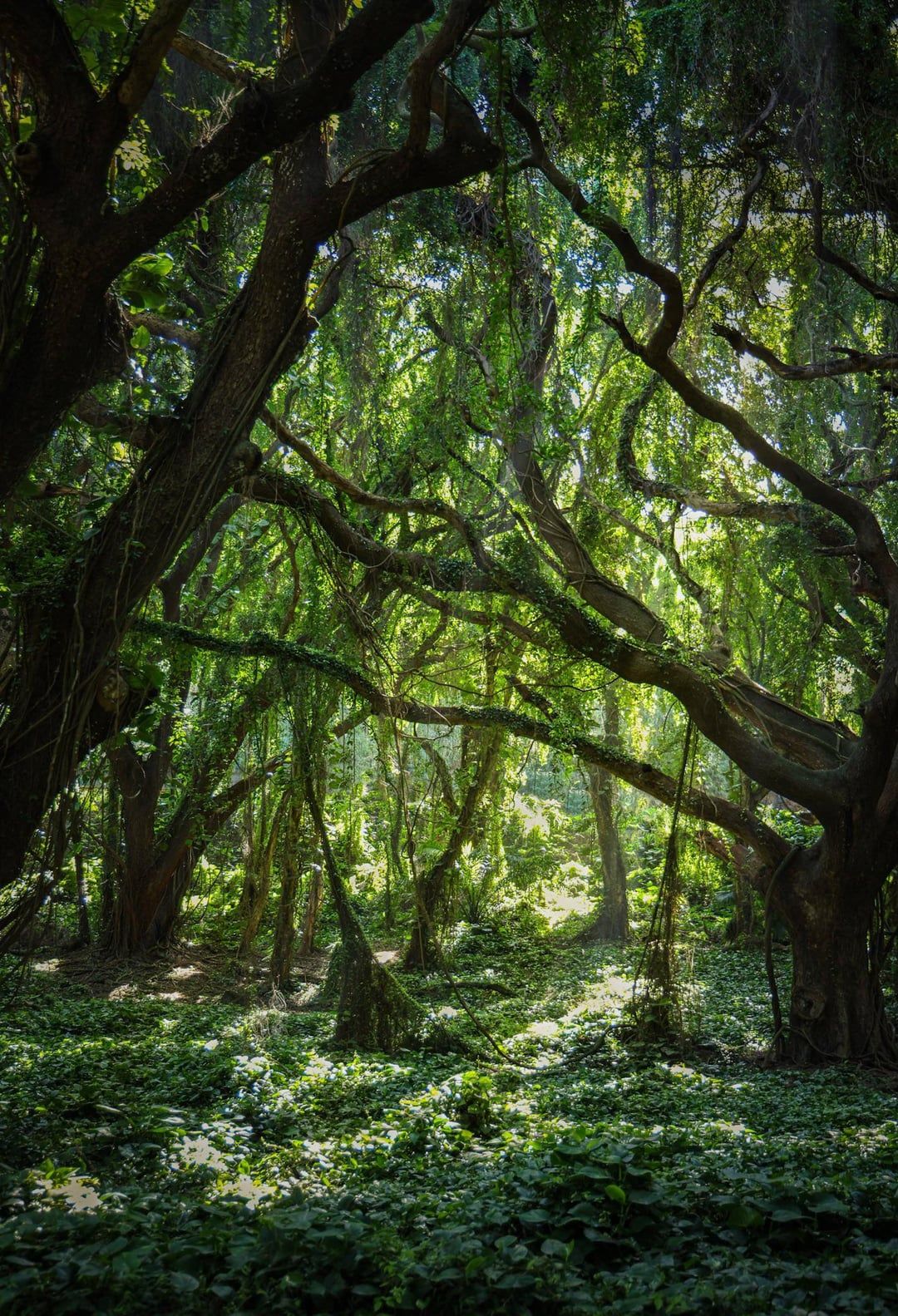 Lush Forest Wallpapers - Top Free Lush Forest Backgrounds - WallpaperAccess