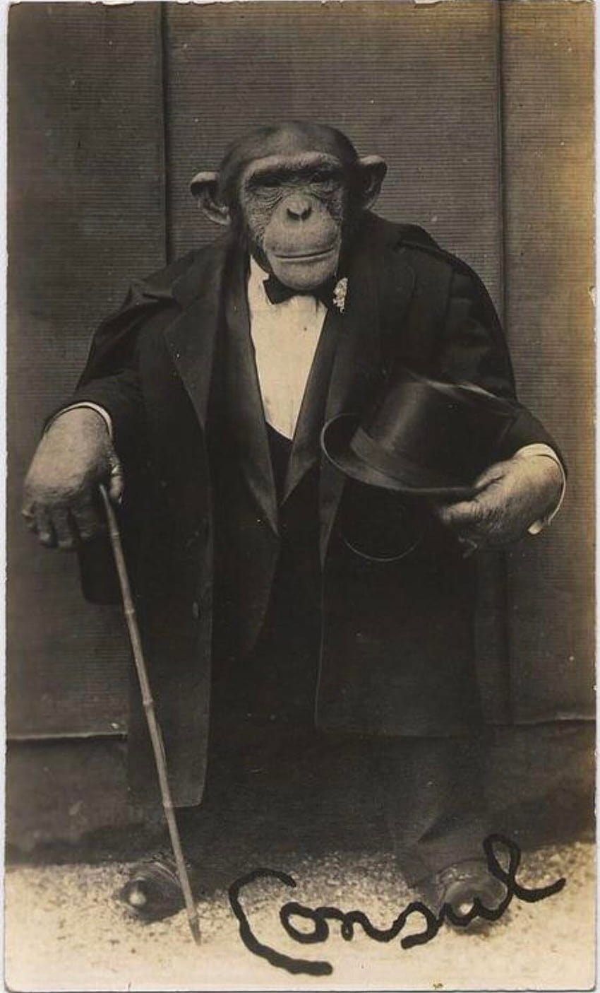 Monkey Drip Wallpapers - Top Free Monkey Drip Backgrounds - WallpaperAccess