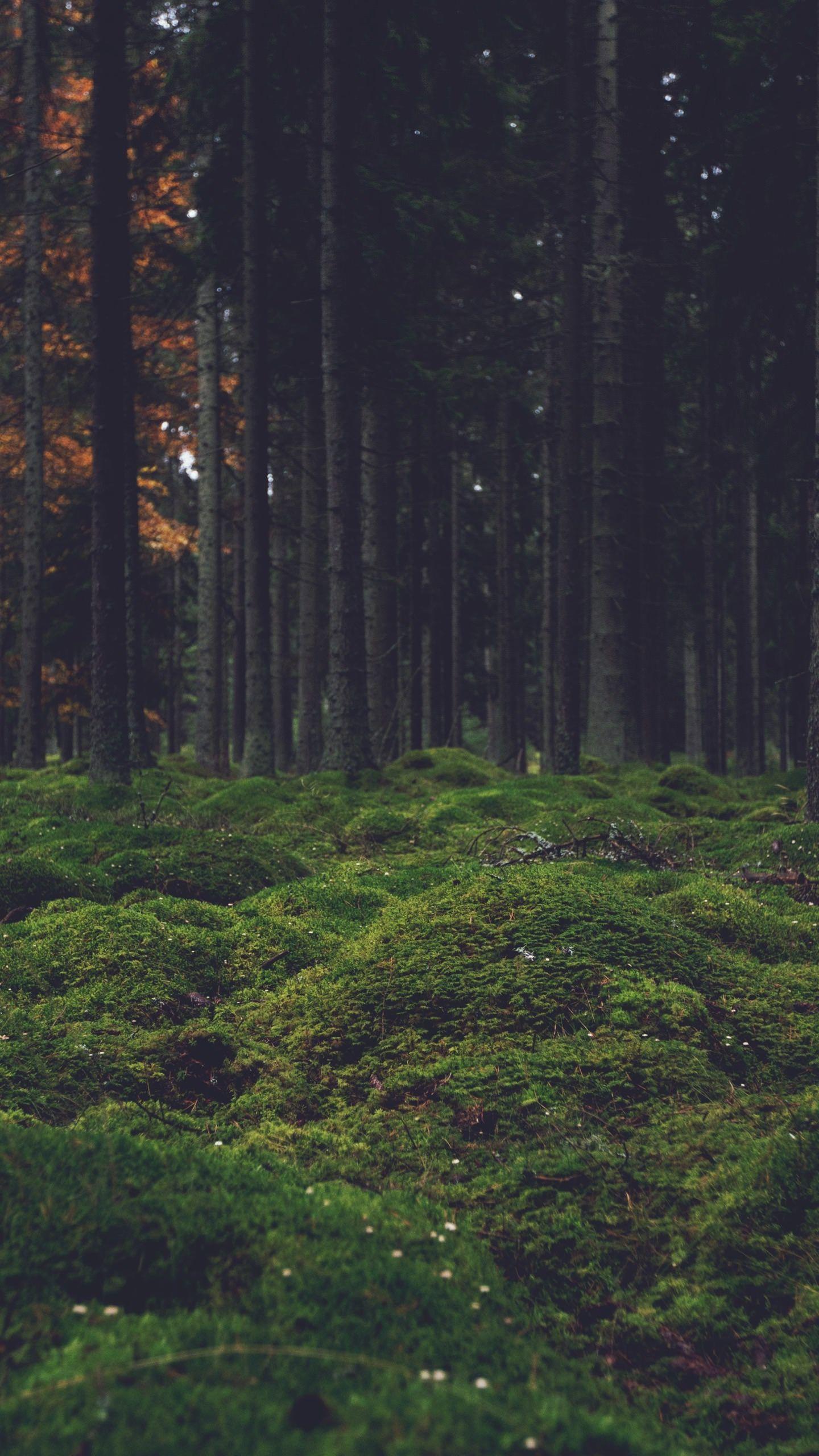 Android Forest Wallpapers - Top Free Android Forest Backgrounds ...