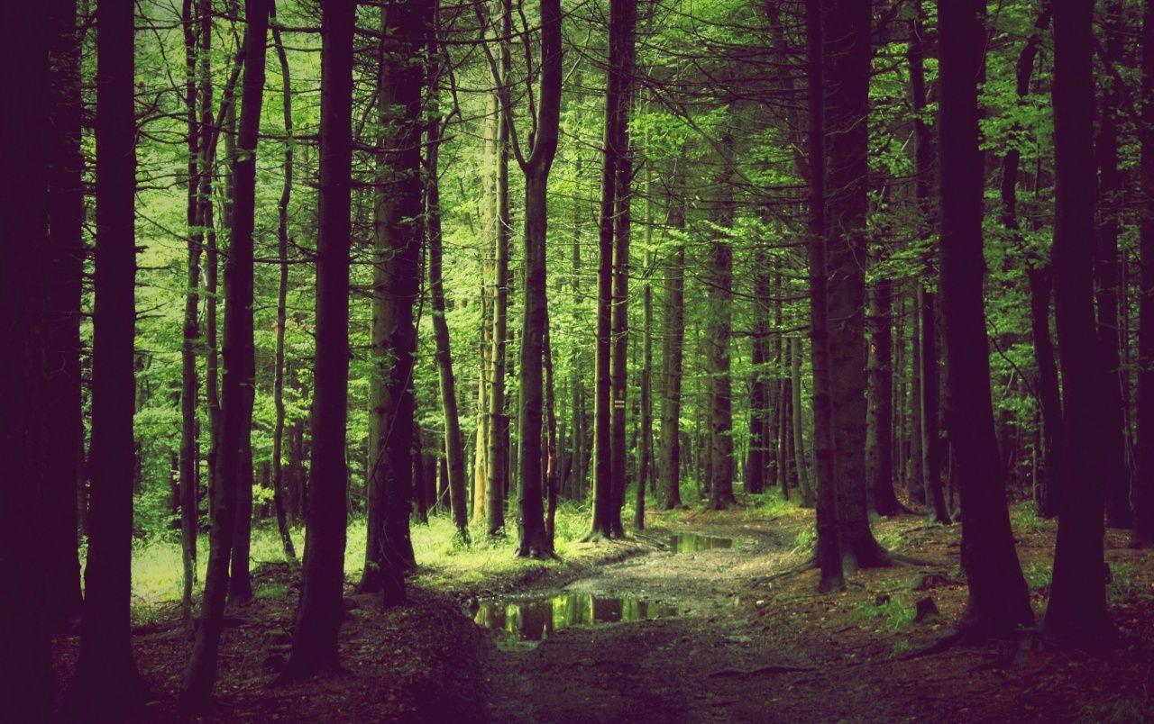 Spring Forest Wallpapers - Top Free Spring Forest Backgrounds ...