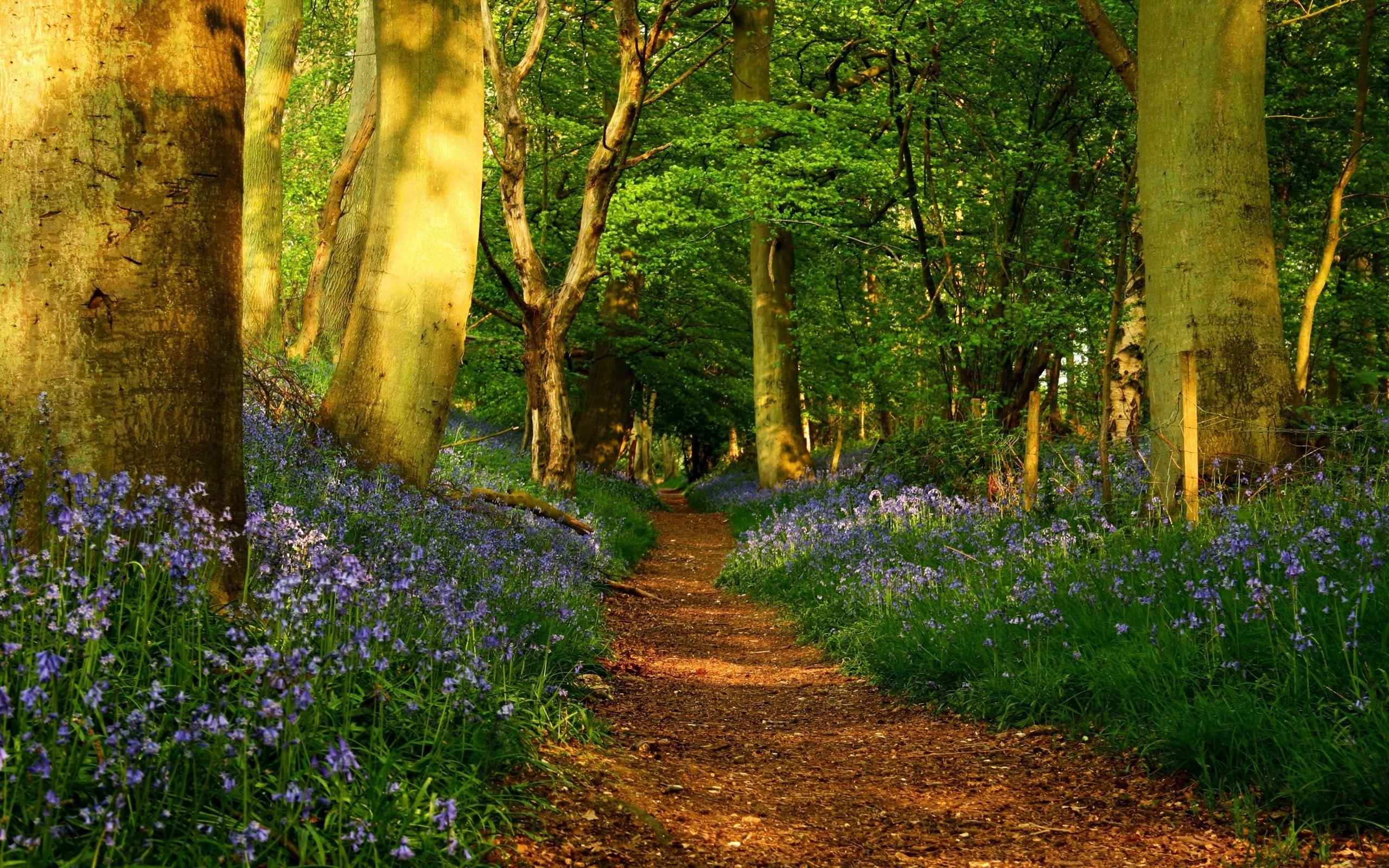 Spring Forest Wallpapers - Top Free Spring Forest Backgrounds ...