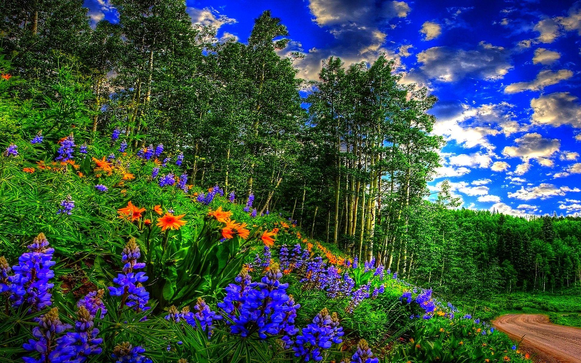 Spring Forest Wallpapers - Top Free Spring Forest Backgrounds ...