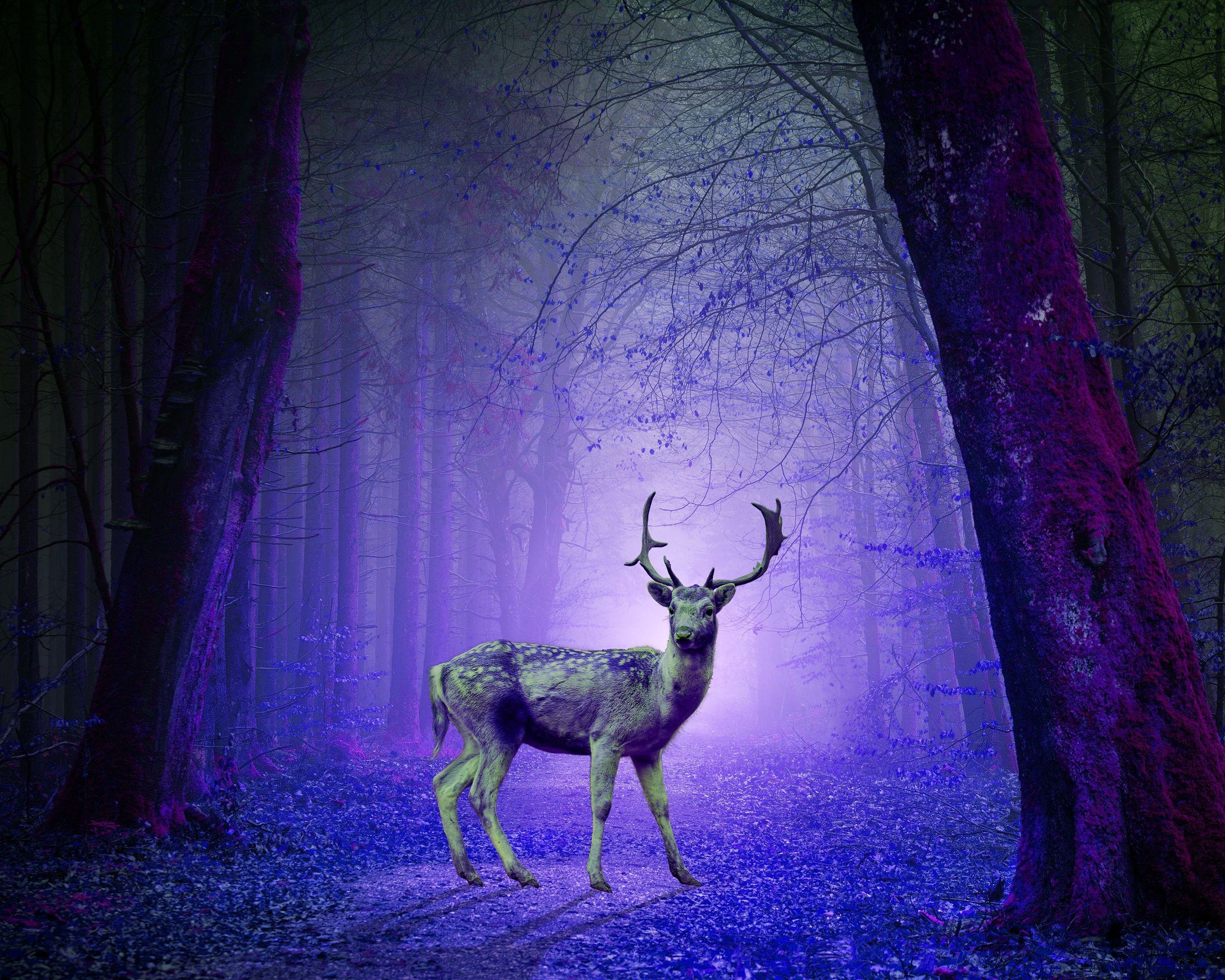 Purple Forest Wallpapers - Top Free Purple Forest Backgrounds ...