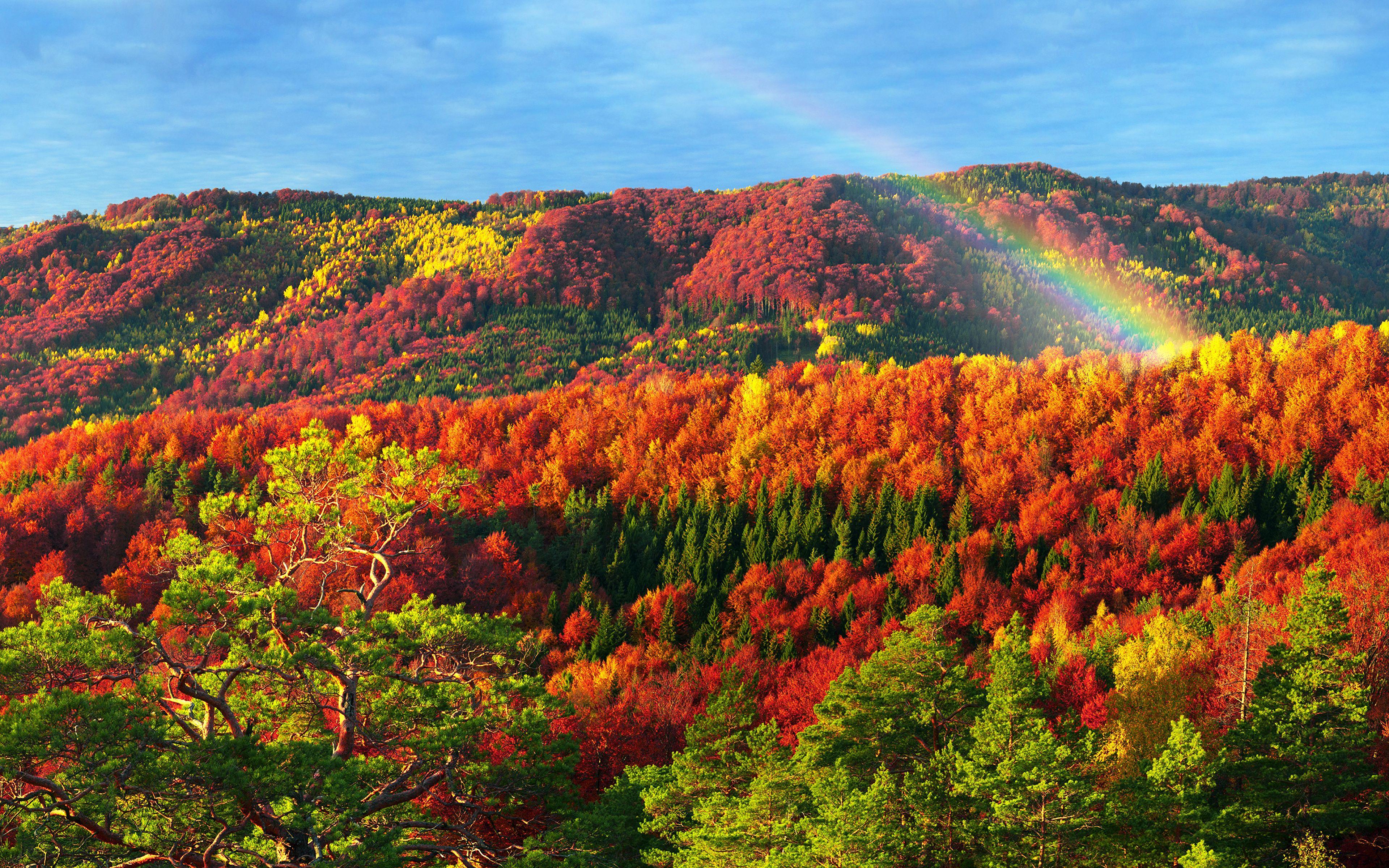 Rainbow Forest Wallpapers - Top Free Rainbow Forest Backgrounds ...