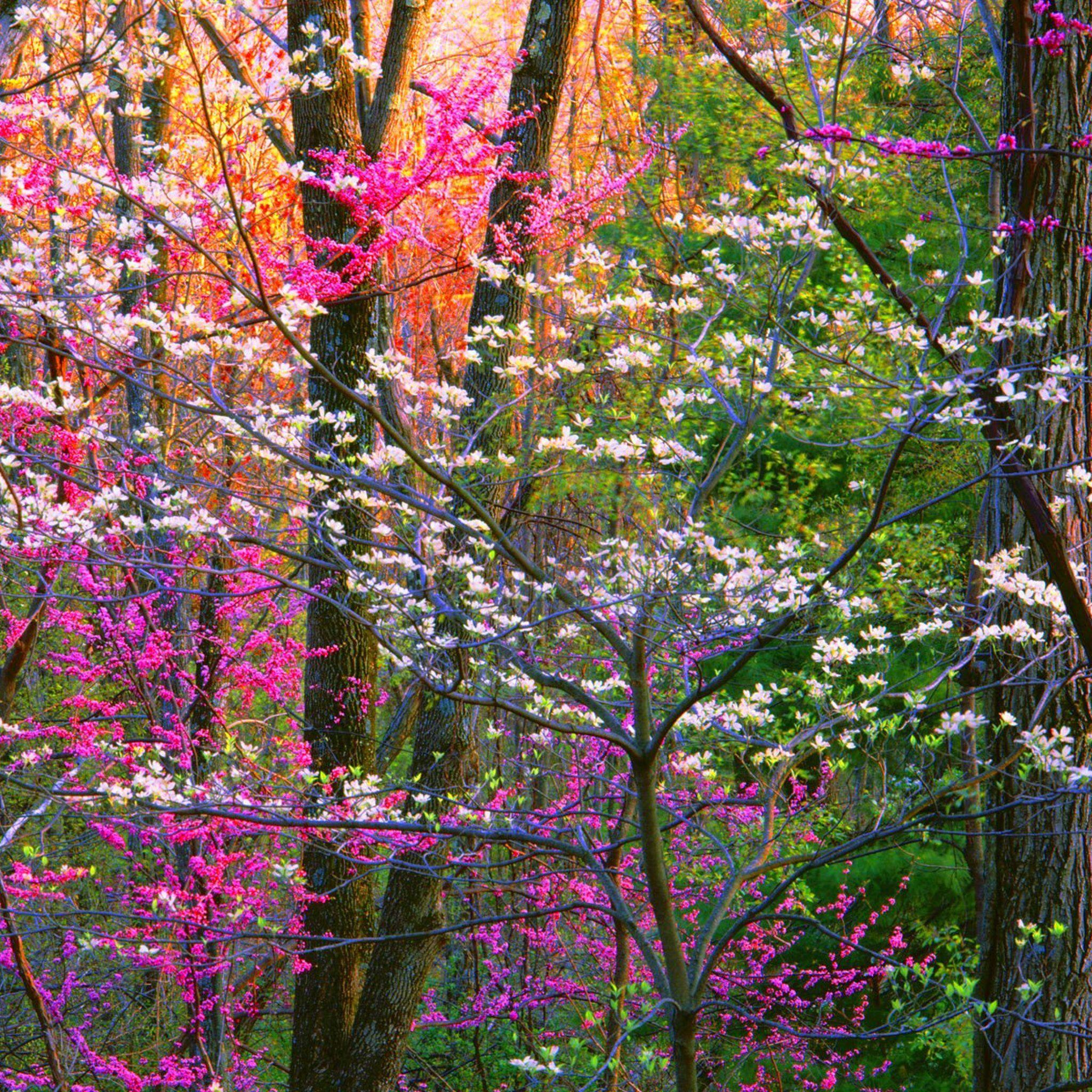 Spring Forest Wallpapers - Top Free Spring Forest Backgrounds ...
