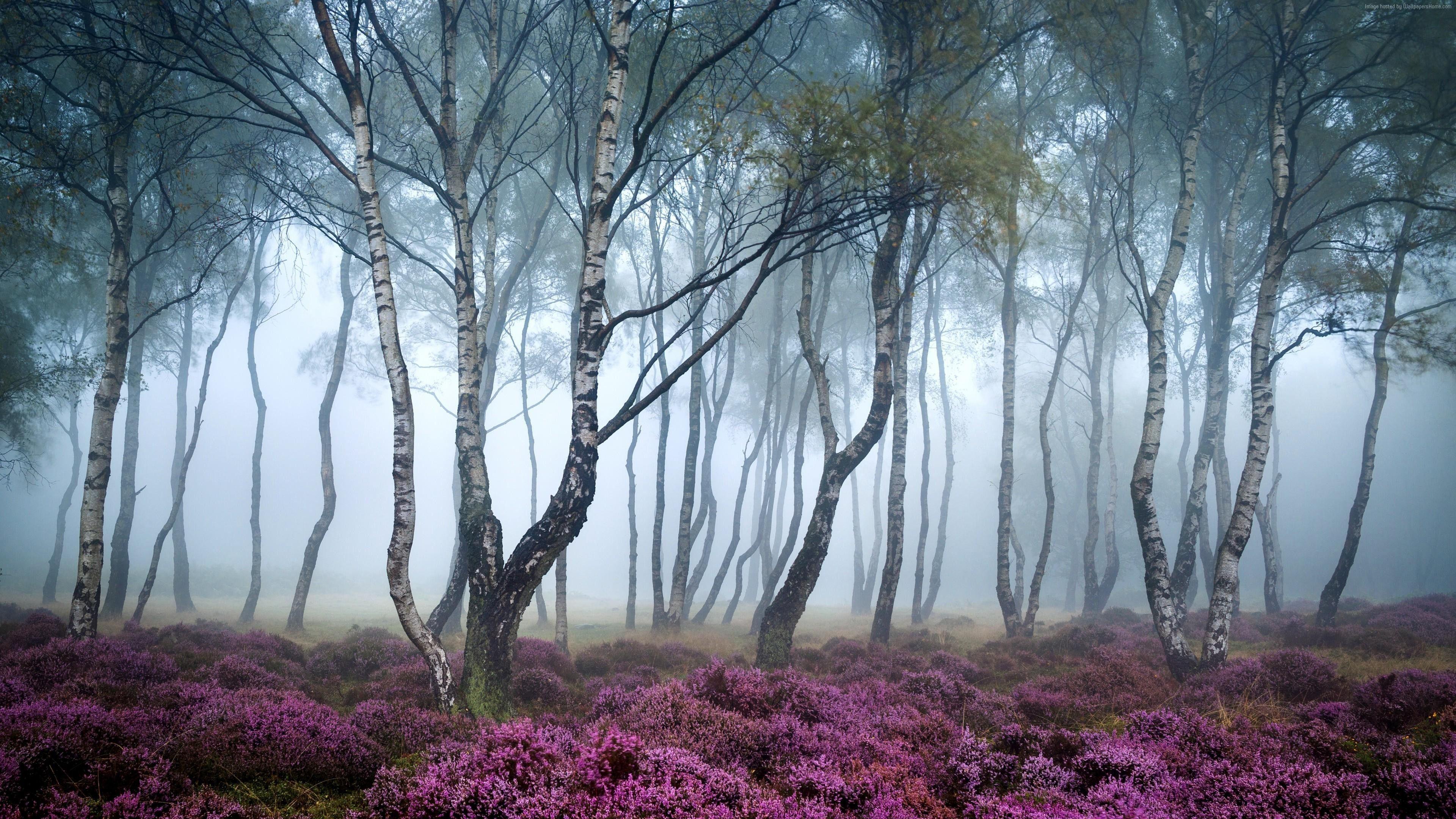 Purple Forest Wallpapers Top Free Purple Forest Backgrounds
