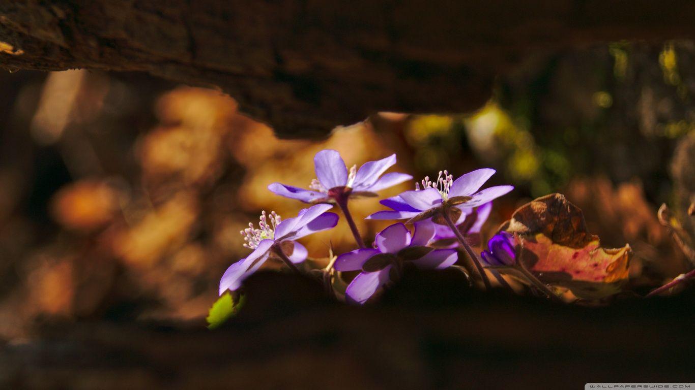 Spring Forest Wallpapers - Top Free Spring Forest Backgrounds ...