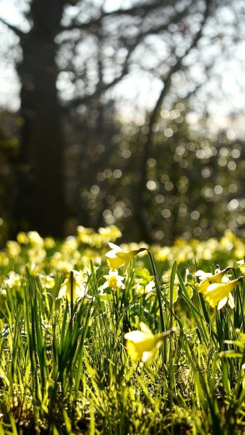 Spring Forest Wallpapers - Top Free Spring Forest Backgrounds ...