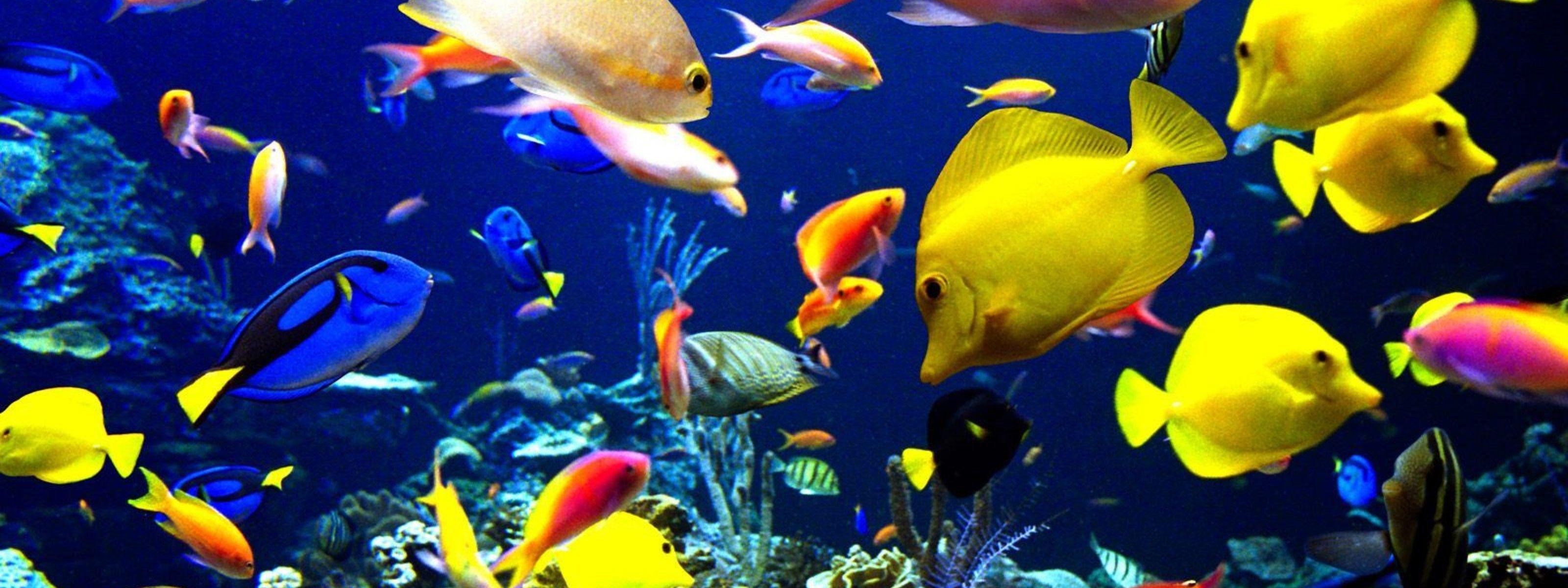 Dual Screen Fish Wallpapers - Top Free Dual Screen Fish Backgrounds ...