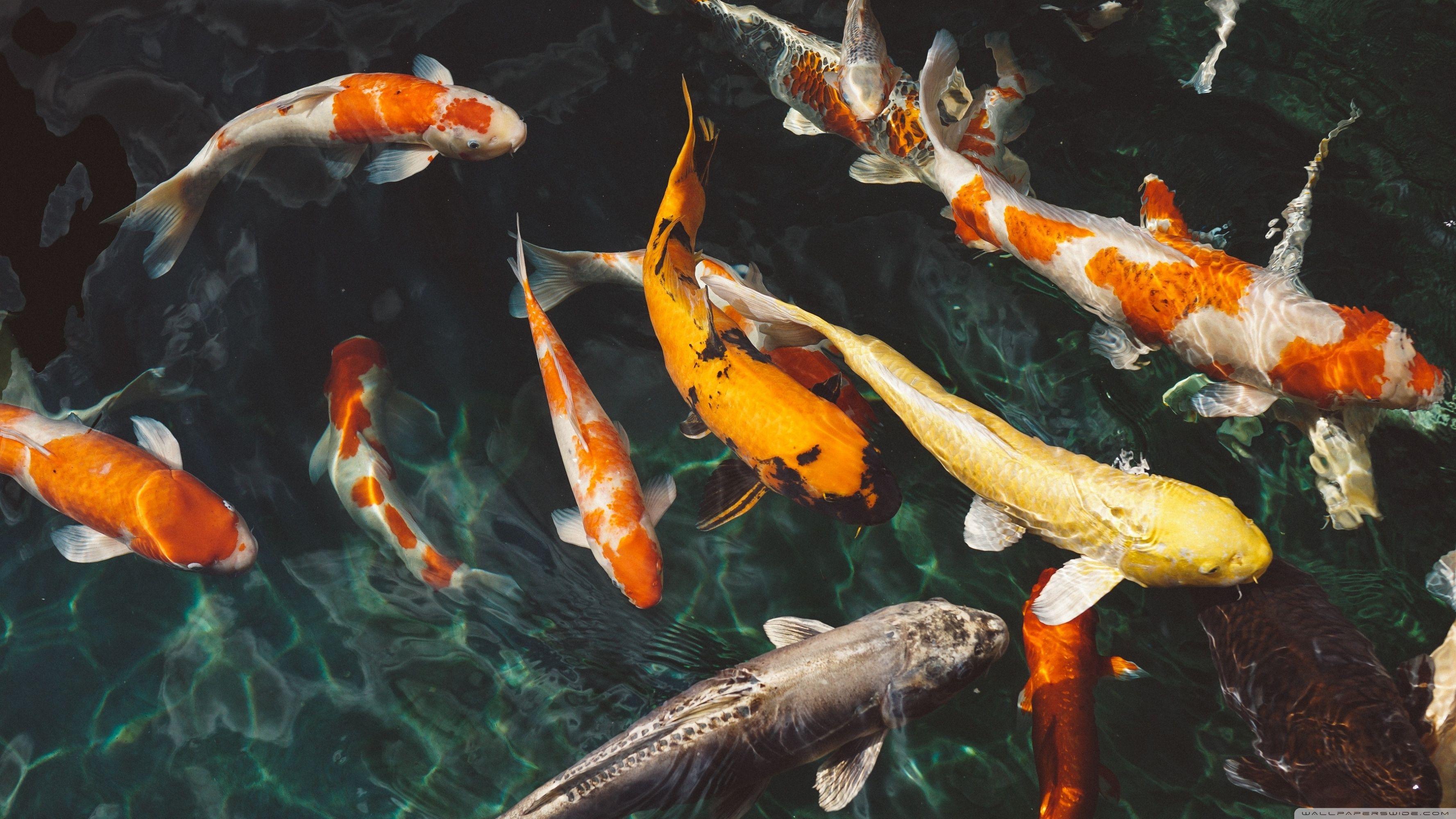 Dual Screen Fish Wallpapers - Top Free Dual Screen Fish Backgrounds ...