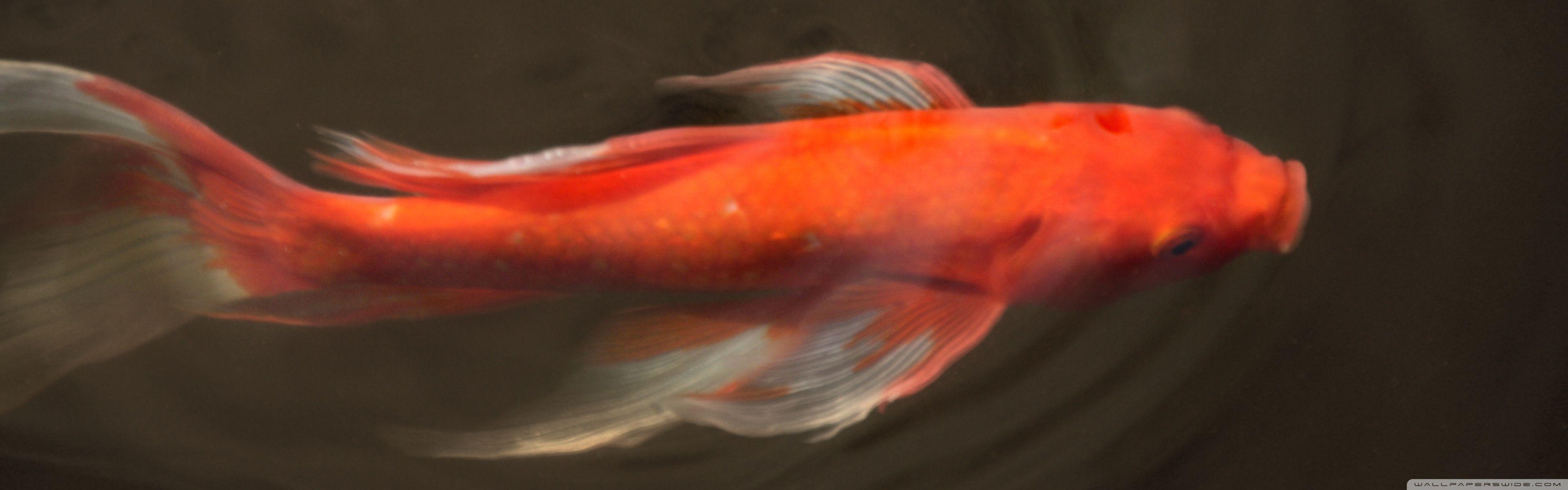 Dual Screen Fish Wallpapers - Top Free Dual Screen Fish Backgrounds ...