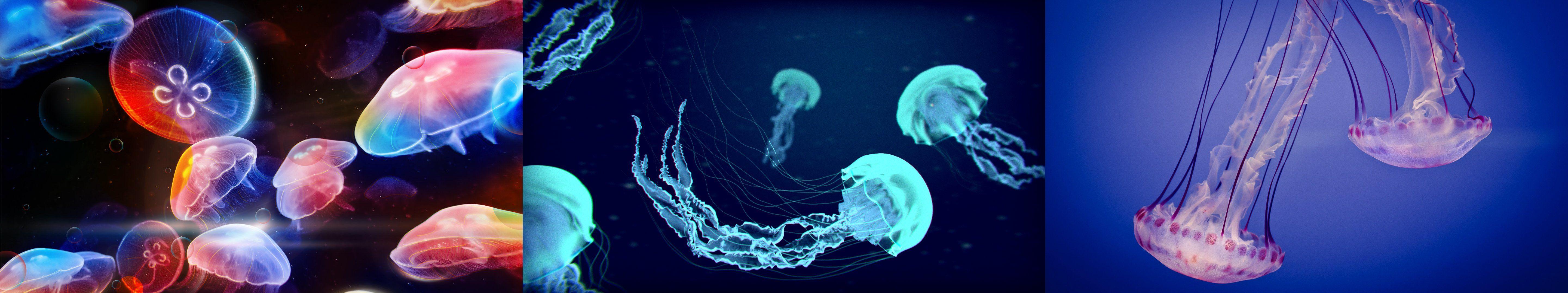 Dual Screen Fish Wallpapers - Top Free Dual Screen Fish Backgrounds ...