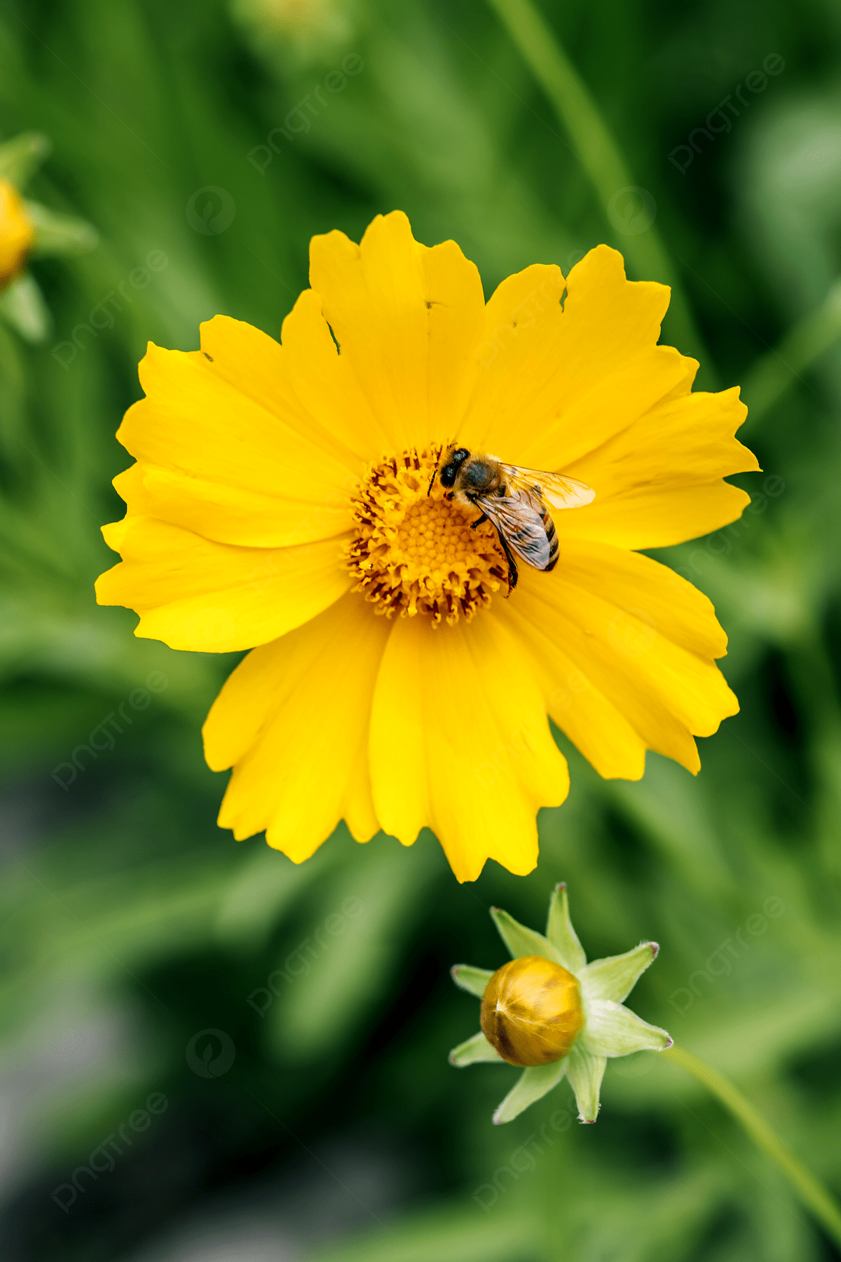 Nectar Wallpapers - Top Free Nectar Backgrounds - WallpaperAccess