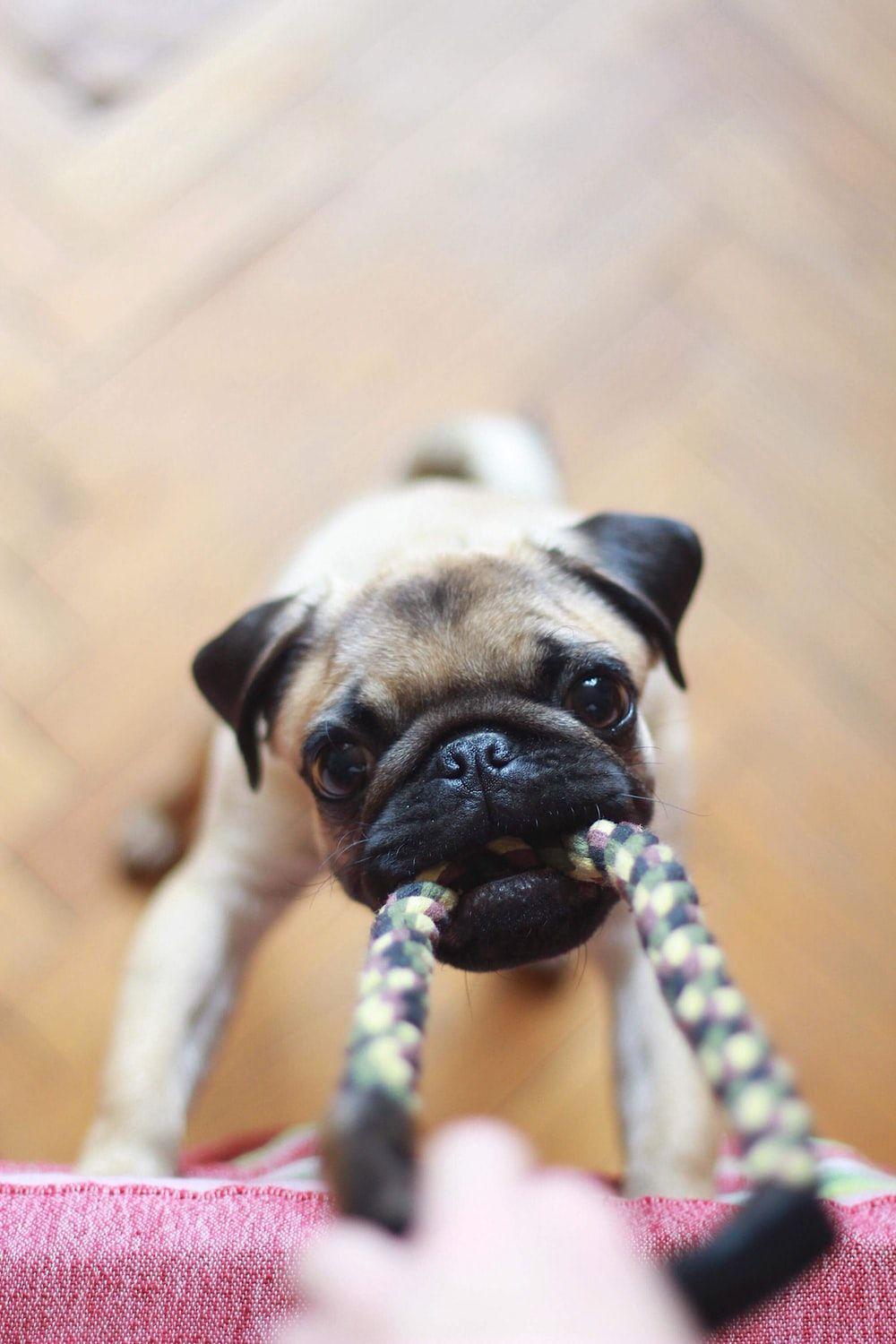Beautiful Dog Wallpapers - Top Free Beautiful Dog Backgrounds ...
