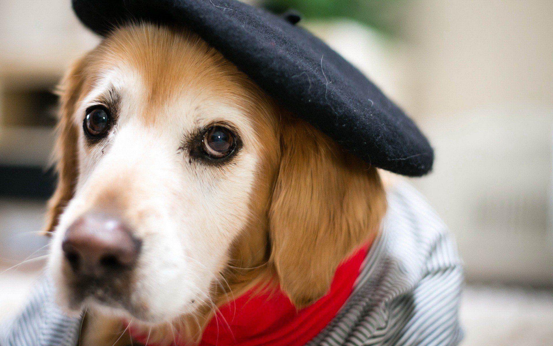 Beautiful Dog Wallpapers - Top Free Beautiful Dog Backgrounds ...