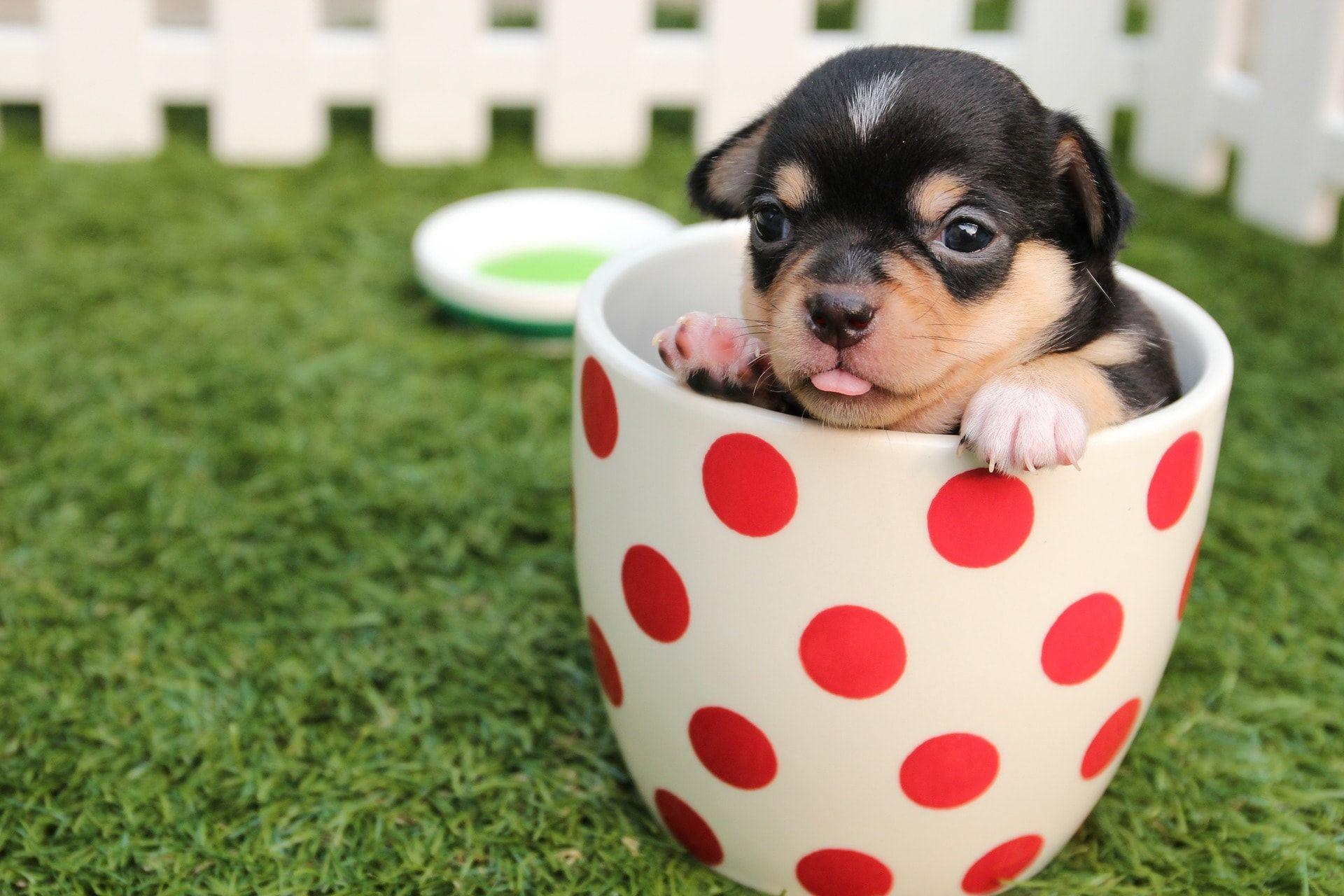 Cute Baby Puppy Wallpapers - Top Free Cute Baby Puppy Backgrounds ...