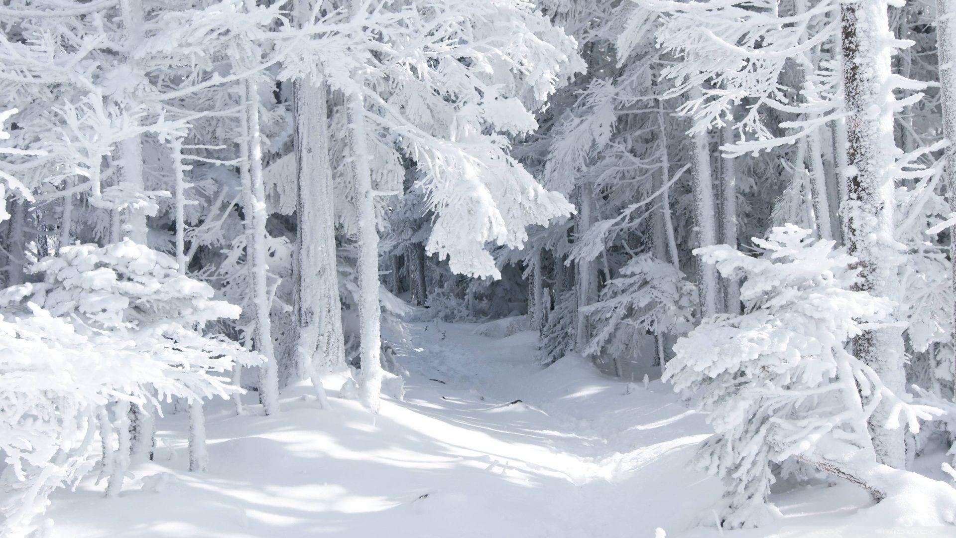Snowstorm Wallpapers - Top Free Snowstorm Backgrounds - WallpaperAccess