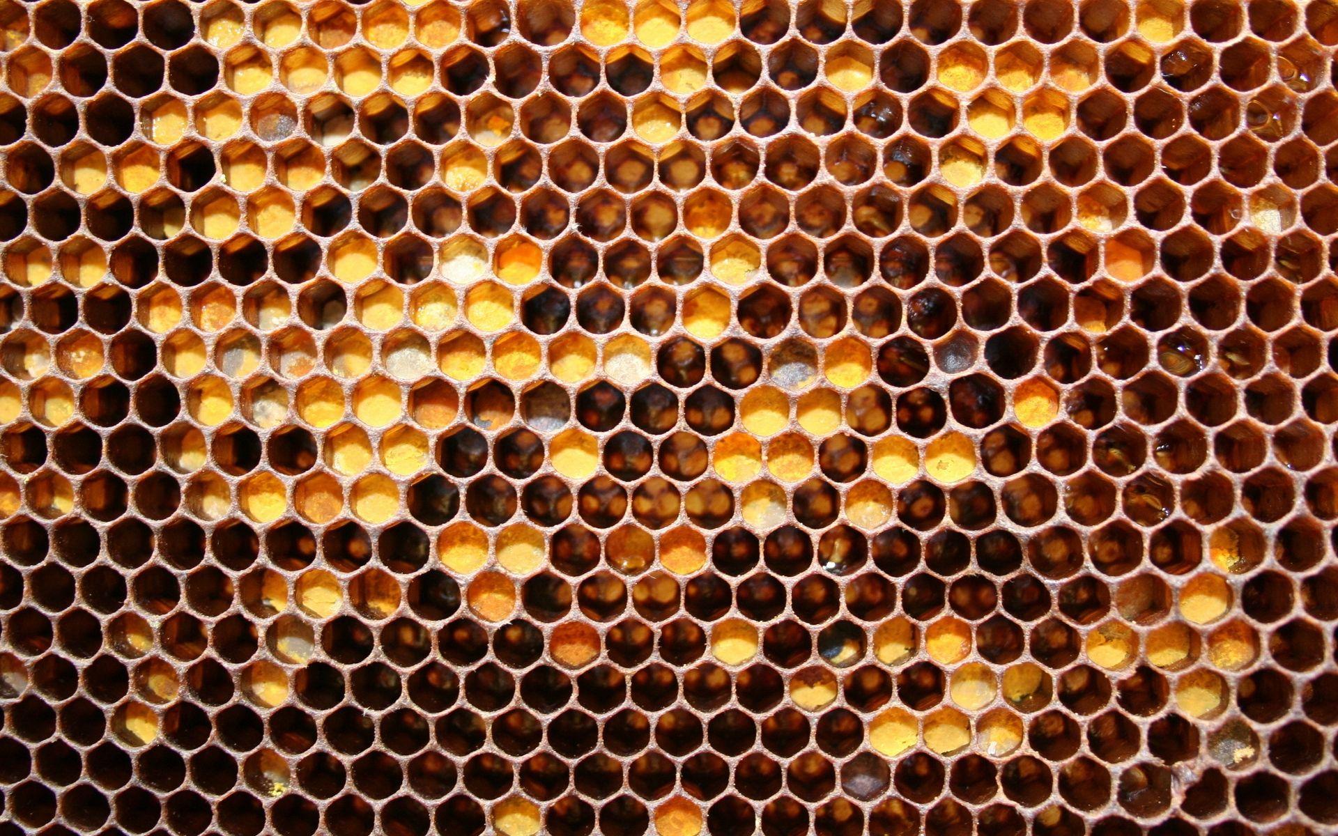Honey Wallpapers - Top Free Honey Backgrounds - WallpaperAccess