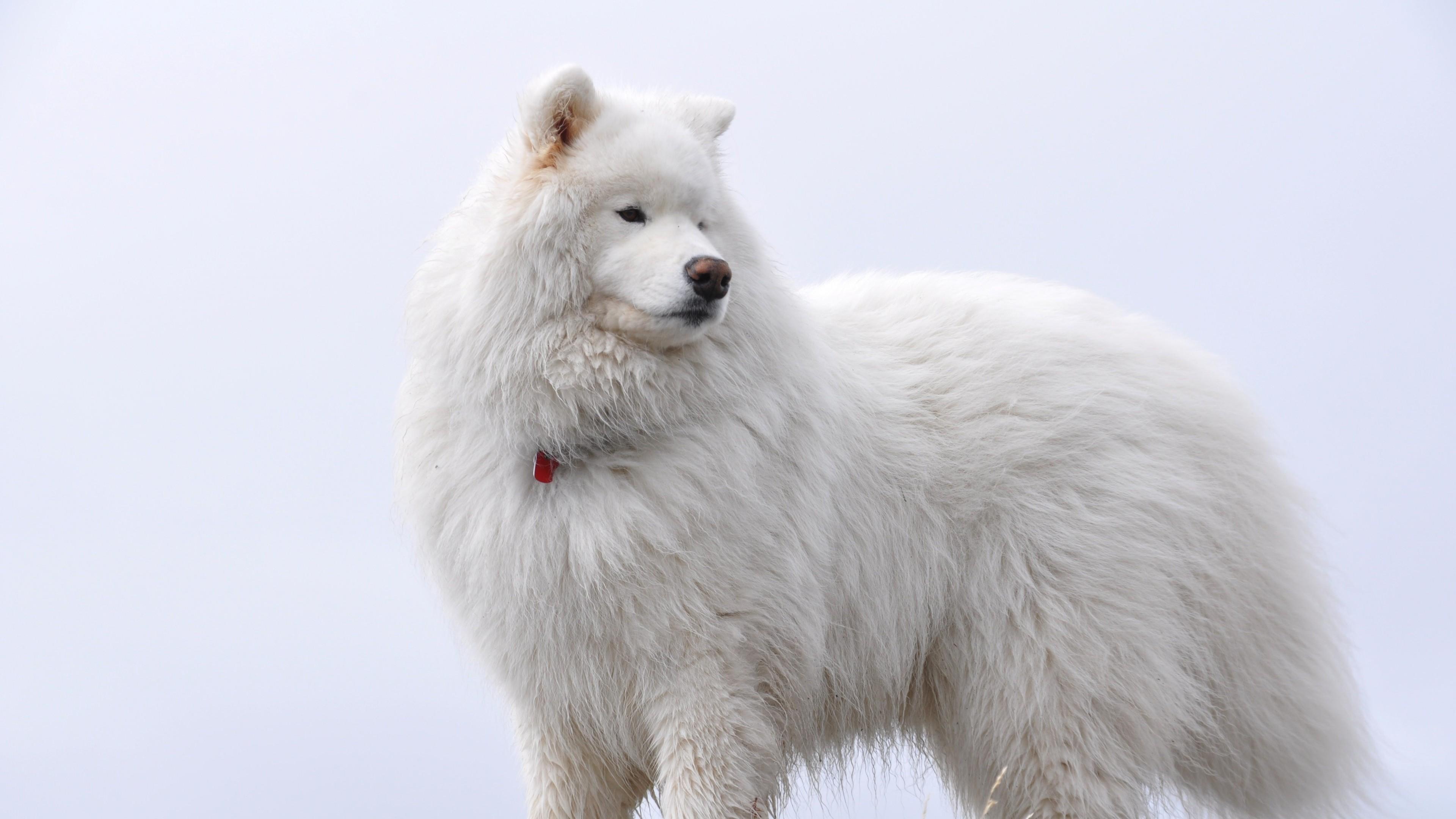 Samoyed Wallpapers - Top Free Samoyed Backgrounds - WallpaperAccess