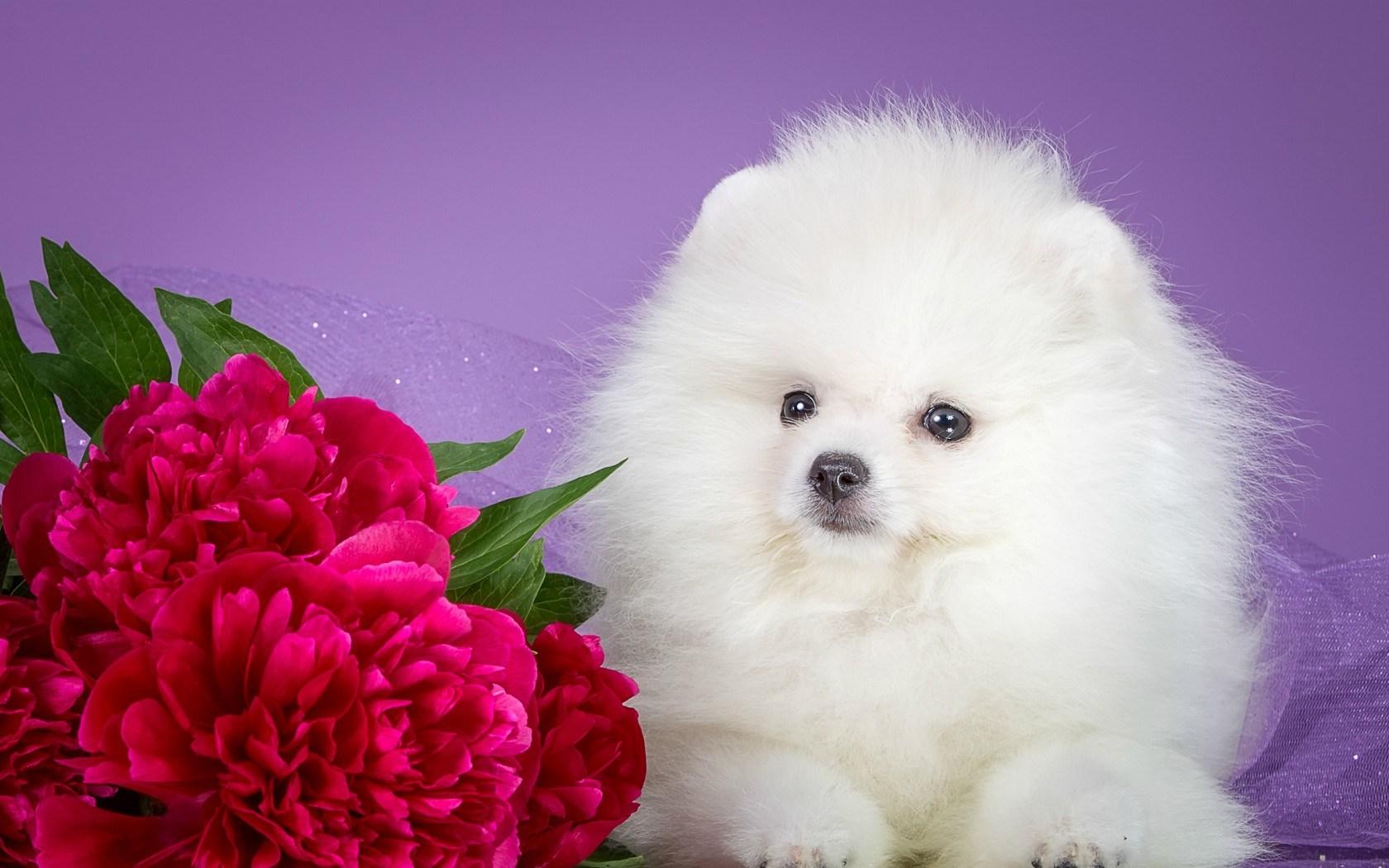 Fluffy Wallpapers - Top Free Fluffy Backgrounds - WallpaperAccess