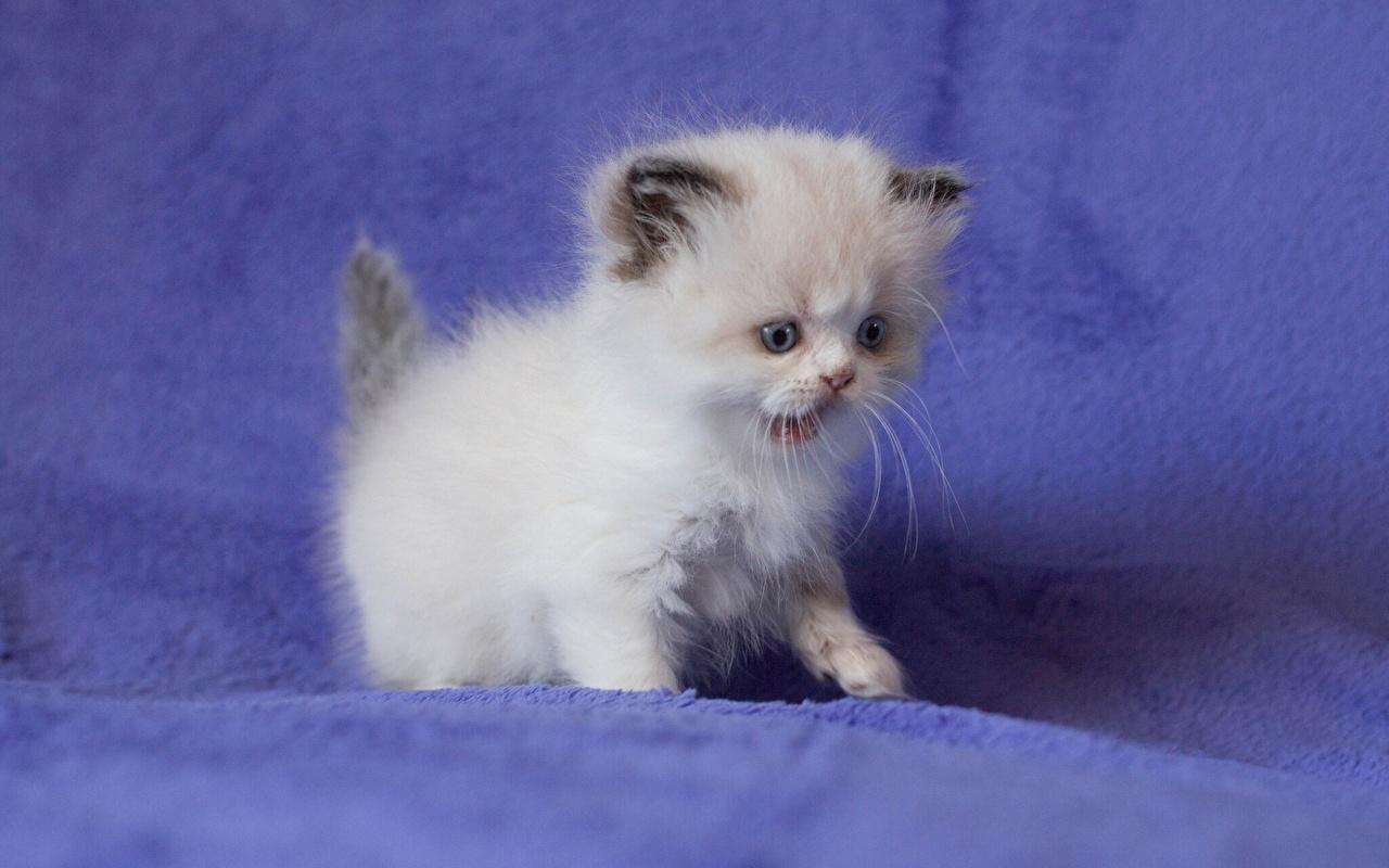 Fluffy Wallpapers - Top Free Fluffy Backgrounds - WallpaperAccess