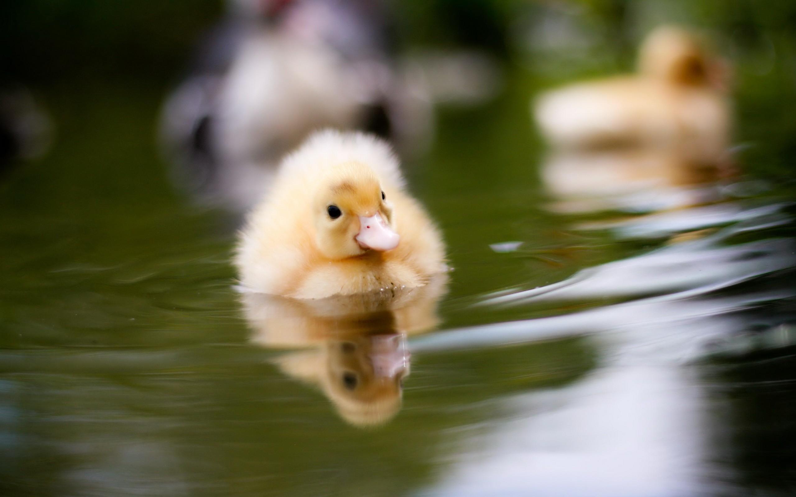 Duckling Wallpapers - Top Free Duckling Backgrounds - WallpaperAccess