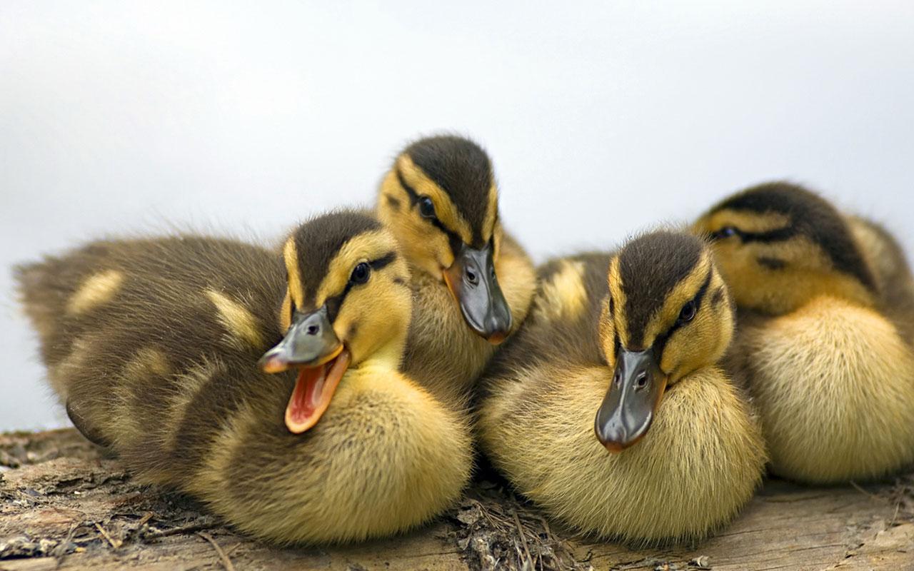 Duckling Wallpapers - Top Free Duckling Backgrounds - WallpaperAccess
