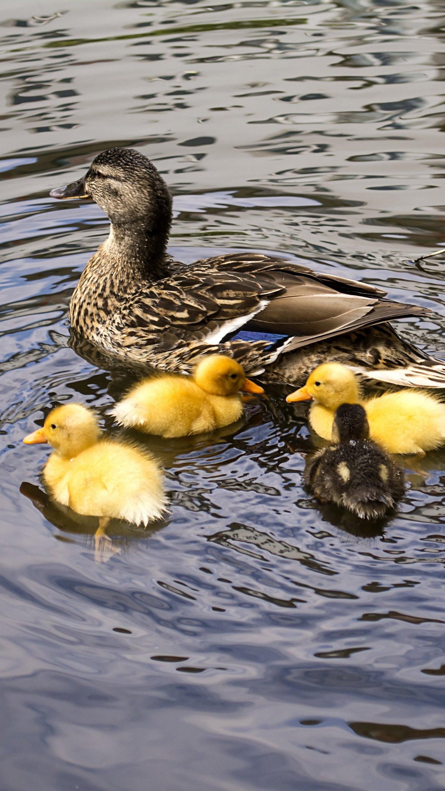 Duckling Wallpapers - Top Free Duckling Backgrounds - WallpaperAccess