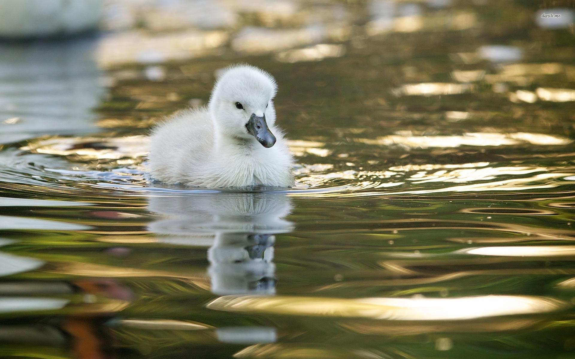 Duckling Wallpapers - Top Free Duckling Backgrounds - WallpaperAccess