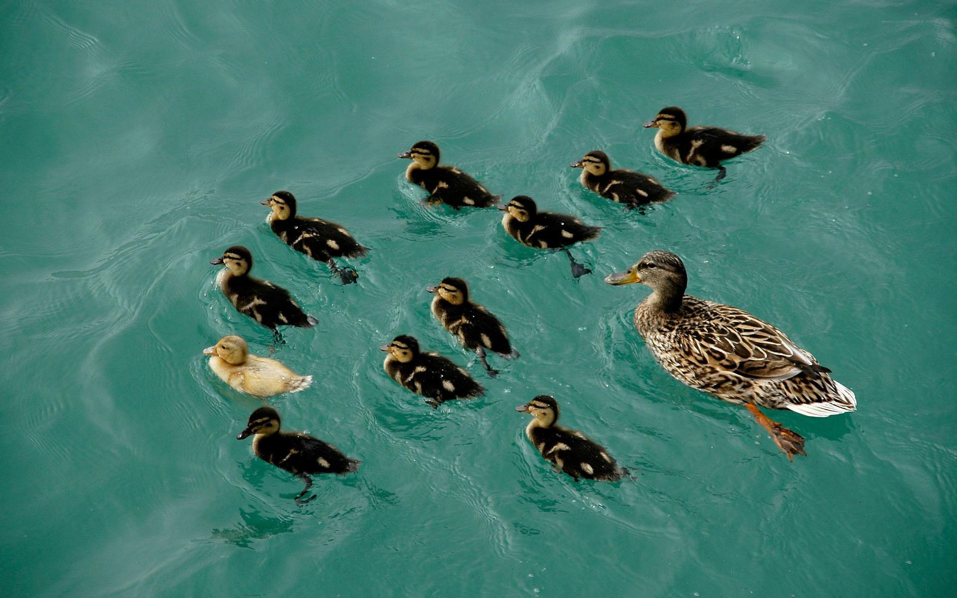 Duckling Wallpapers - Top Free Duckling Backgrounds - WallpaperAccess