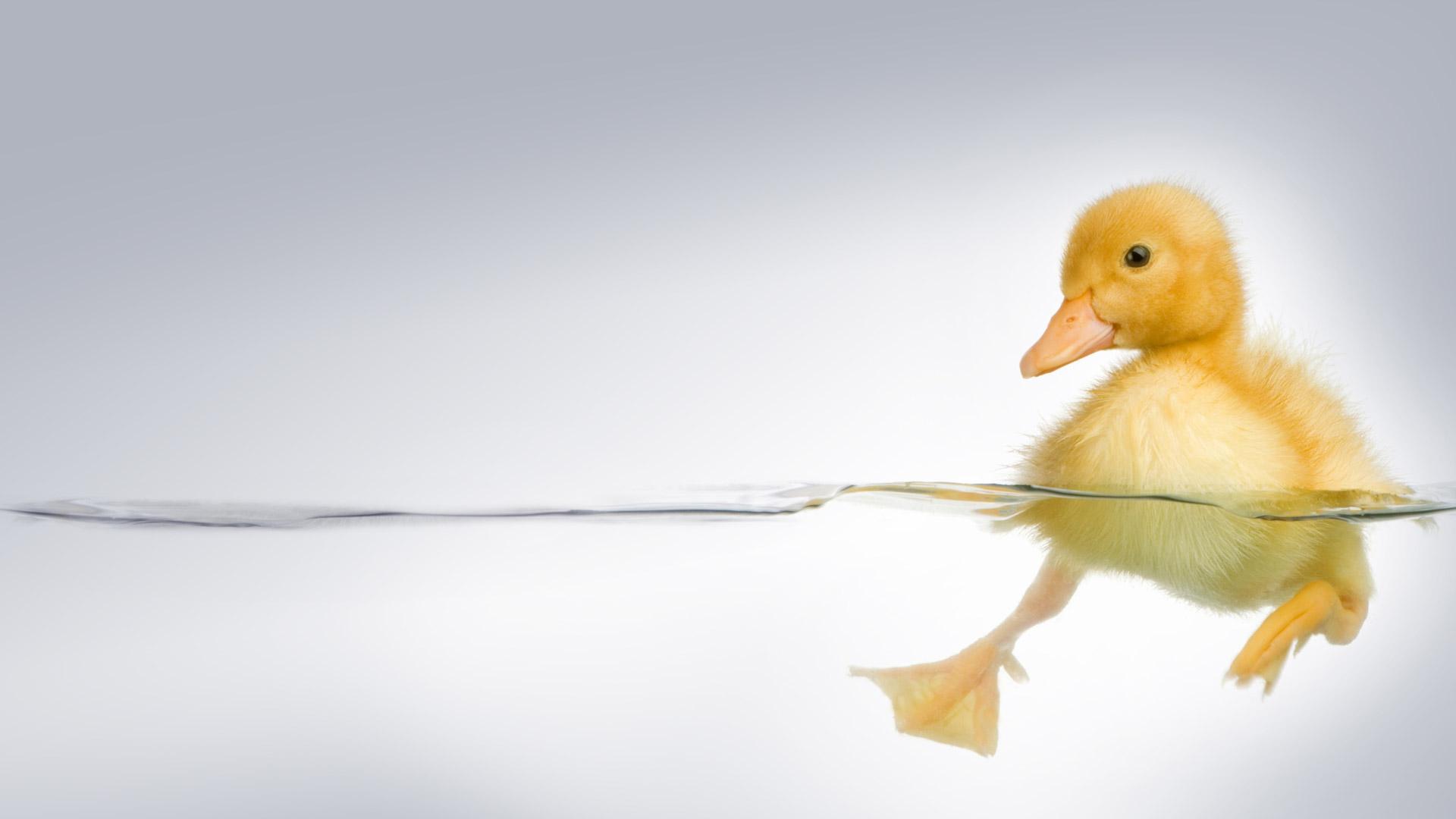 Duckling Wallpapers - Top Free Duckling Backgrounds - WallpaperAccess
