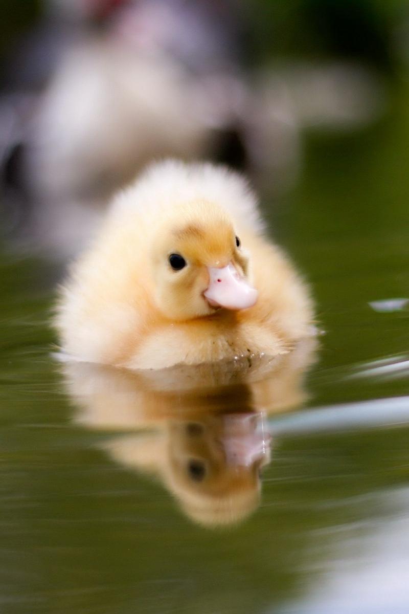 Duckling Wallpapers - Top Free Duckling Backgrounds - WallpaperAccess