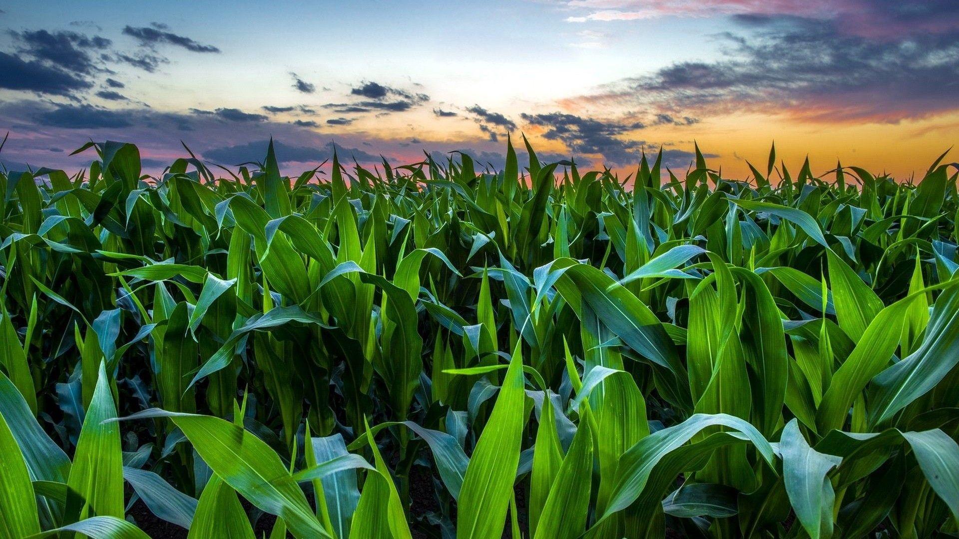 Corn Field Wallpapers Top Free Corn Field Backgrounds WallpaperAccess