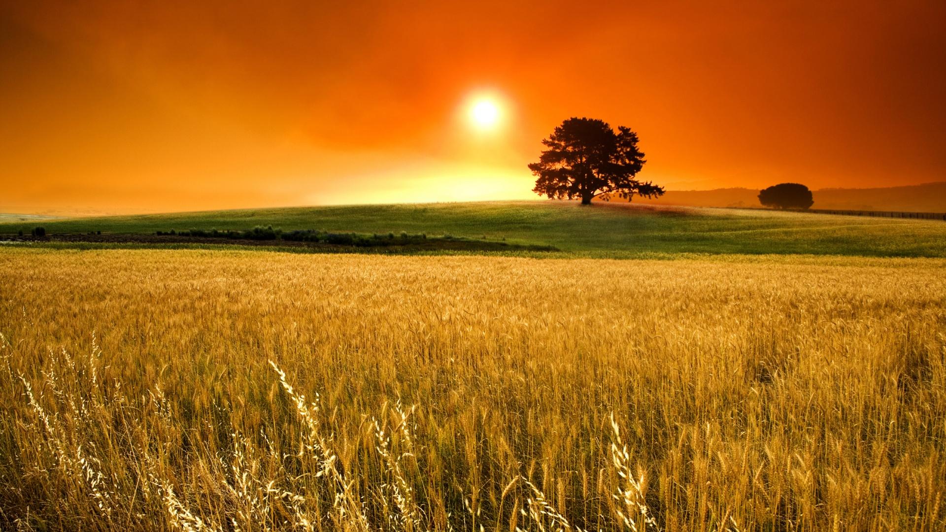 Cornfield Wallpapers - Top Free Cornfield Backgrounds - WallpaperAccess