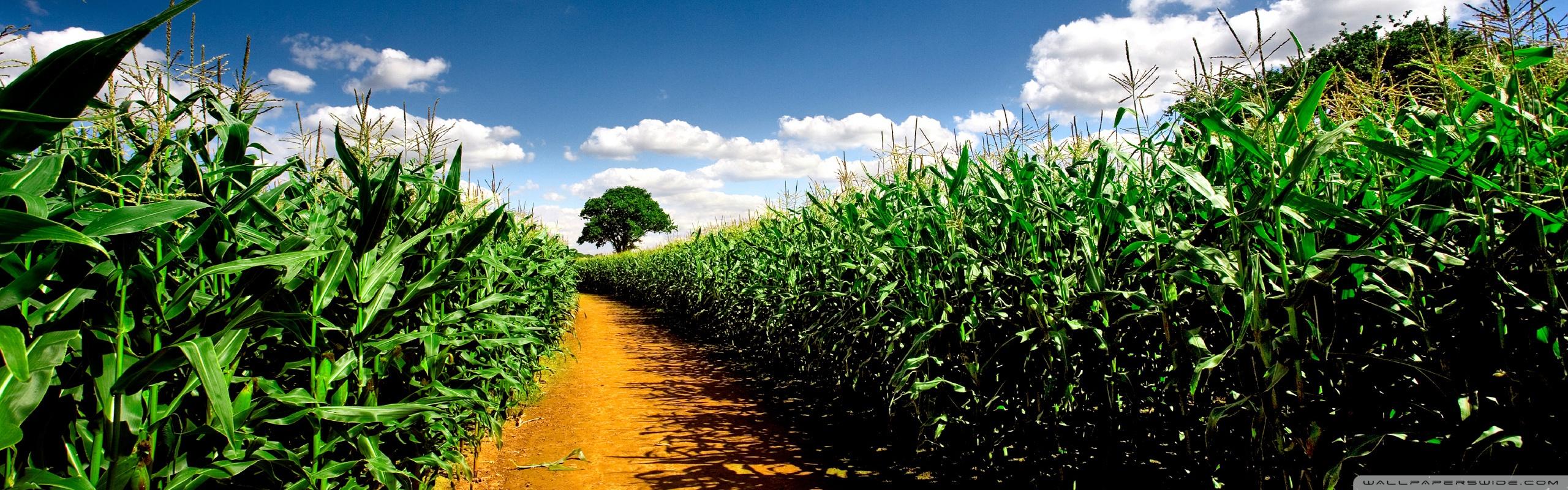 Corn Field Wallpapers - Top Free Corn Field Backgrounds - WallpaperAccess