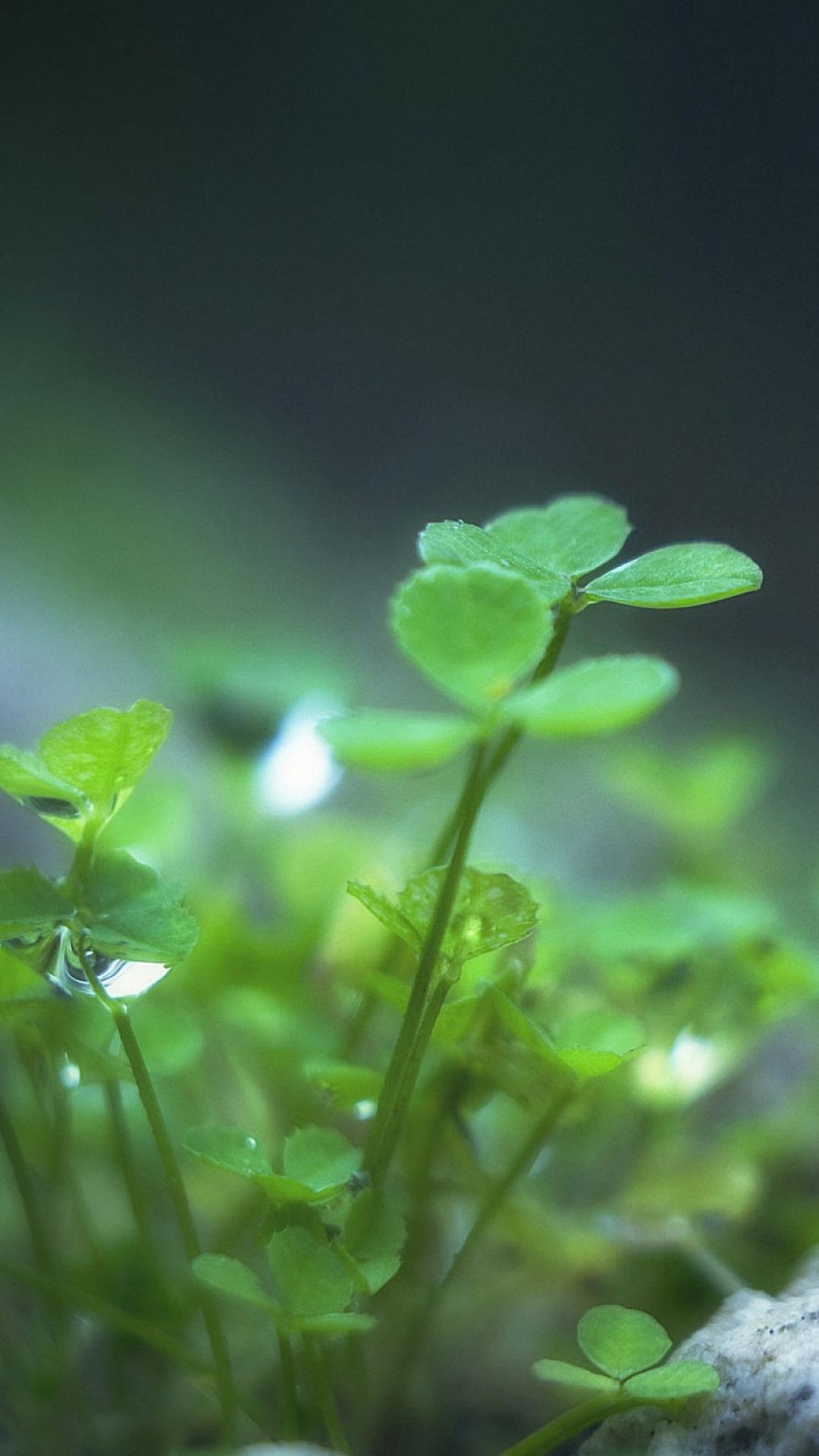 Cute Plant Wallpapers - Top Free Cute Plant Backgrounds - WallpaperAccess