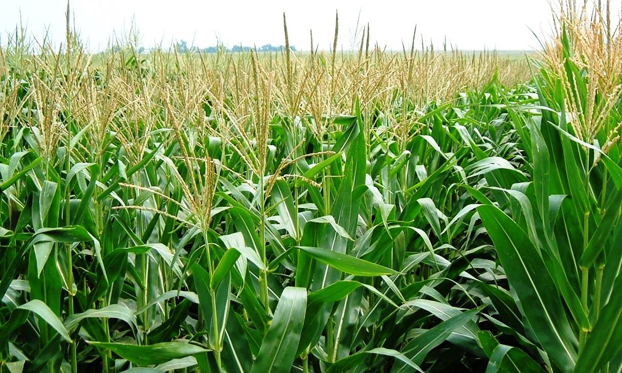 Corn Field Wallpapers - Top Free Corn Field Backgrounds - WallpaperAccess