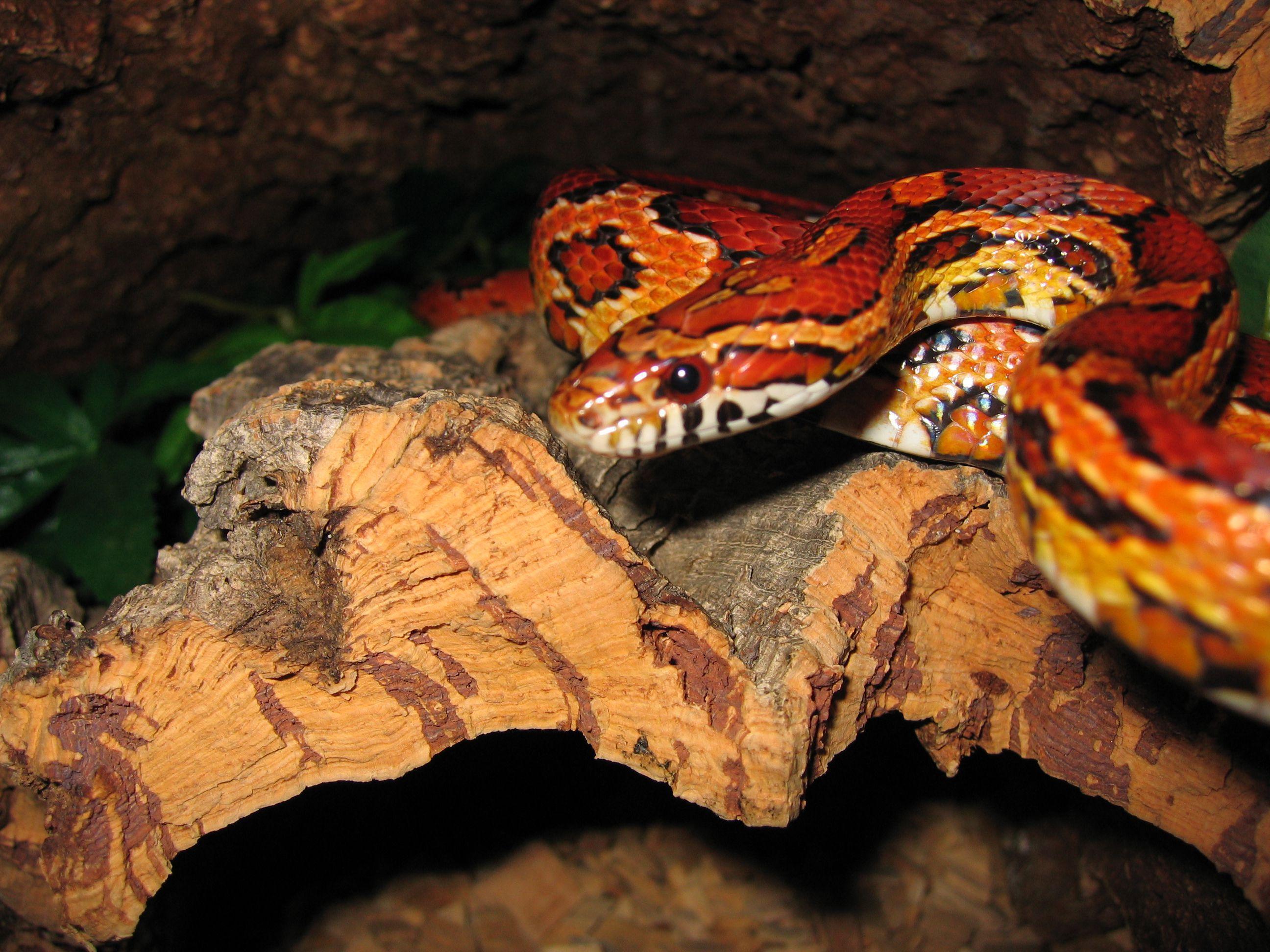 Corn Snake Wallpapers - Top Free Corn Snake Backgrounds - WallpaperAccess