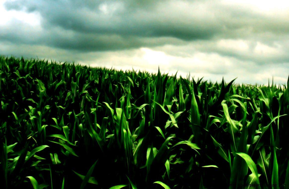 Corn Field Wallpapers - Top Free Corn Field Backgrounds - WallpaperAccess