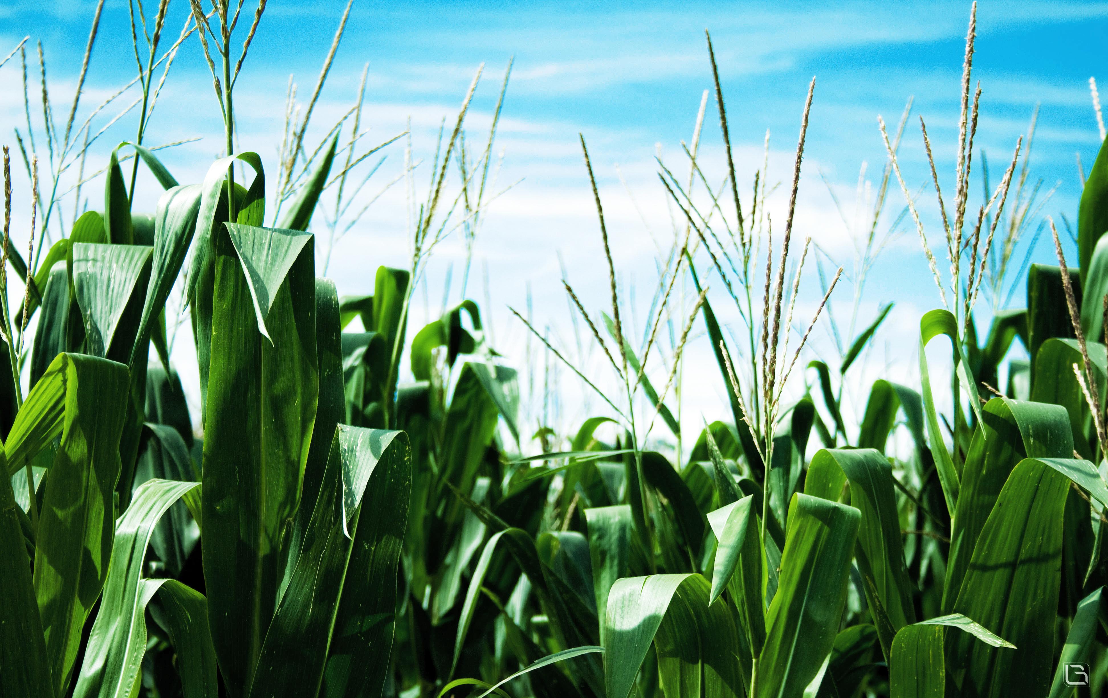 Corn Field Wallpapers - Top Free Corn Field Backgrounds - WallpaperAccess