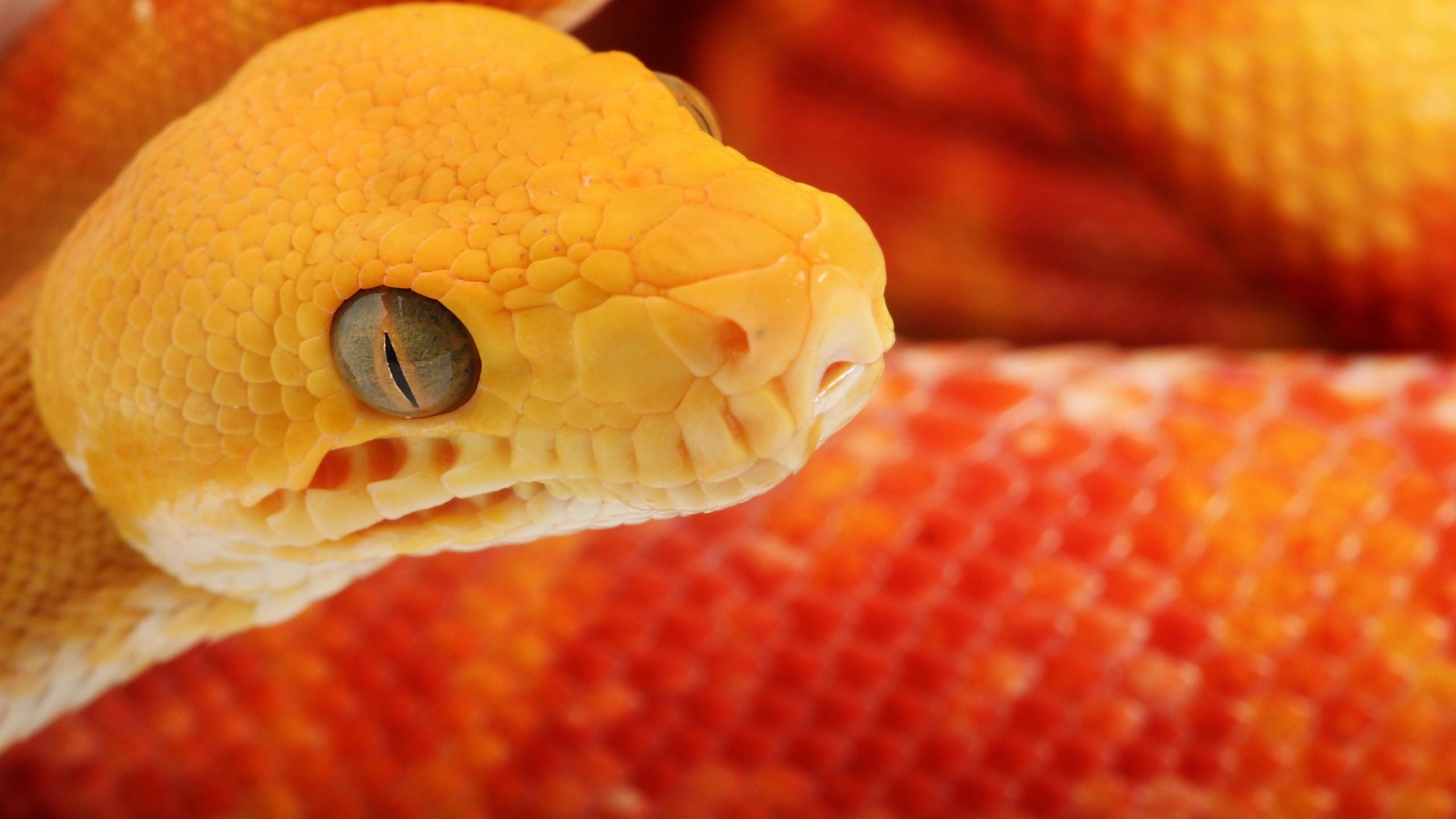 Corn Snake Wallpapers - Top Free Corn Snake Backgrounds - WallpaperAccess