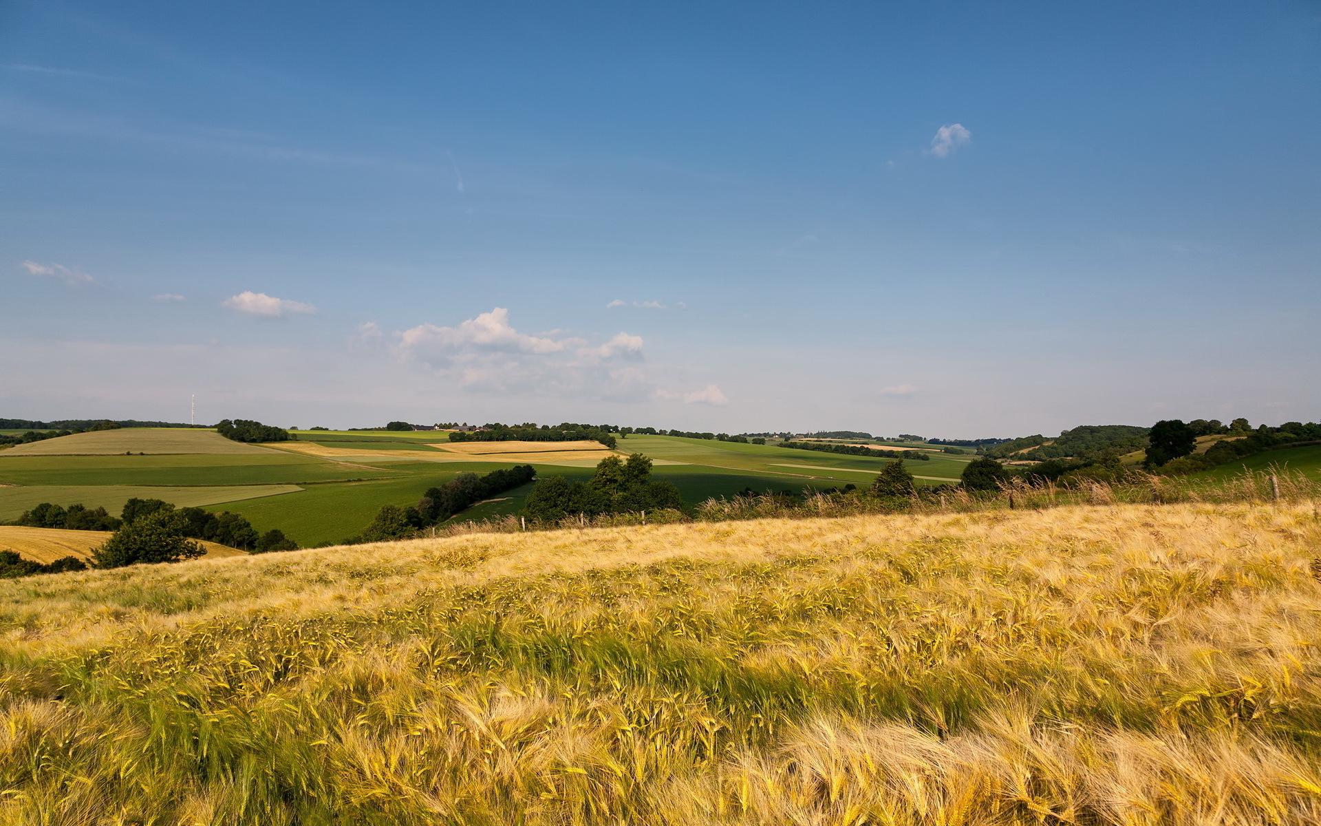 Corn Field Wallpapers - Top Free Corn Field Backgrounds - WallpaperAccess