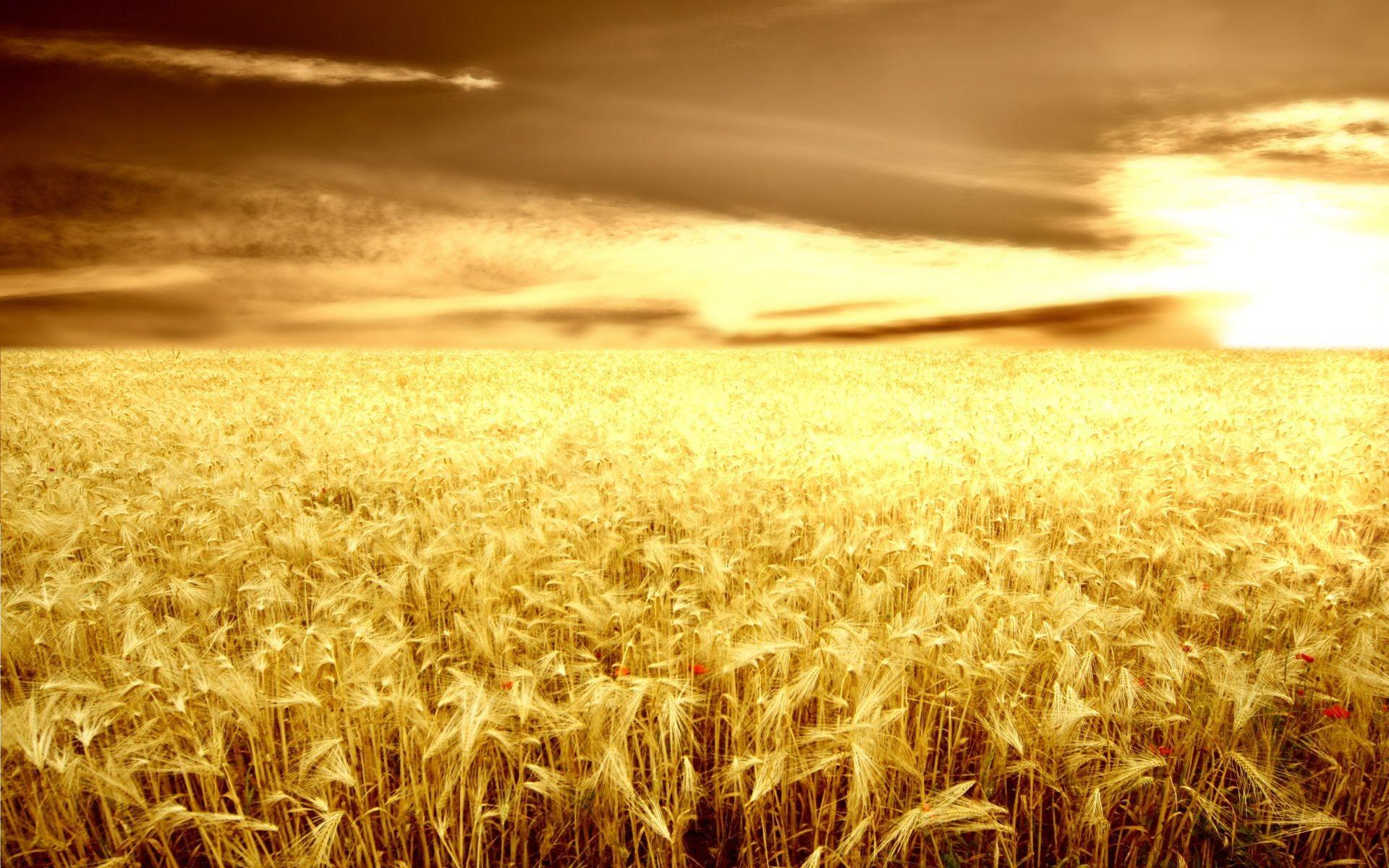 Agriculture Wallpapers - Top Free Agriculture Backgrounds - WallpaperAccess