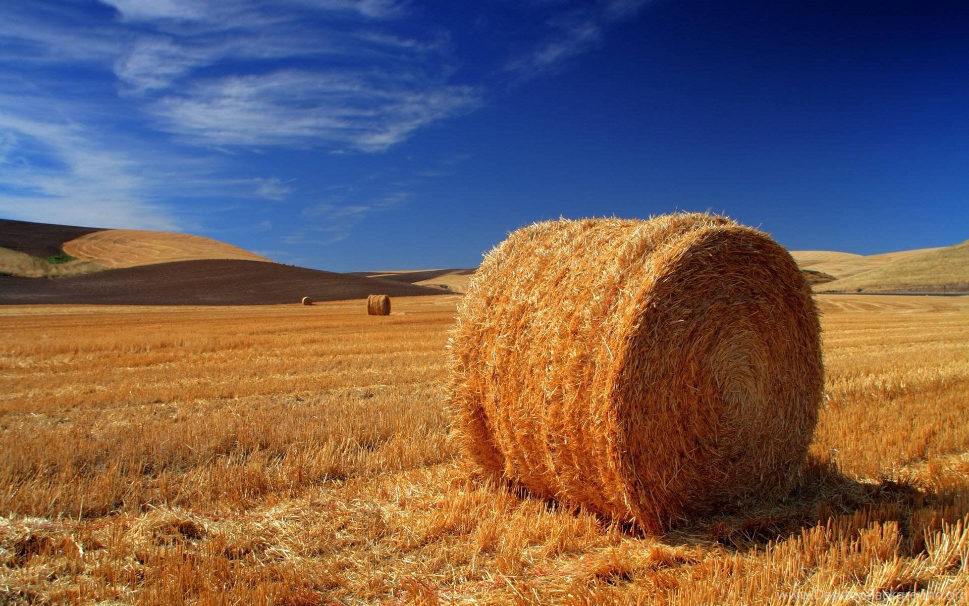 Agriculture Wallpapers - Top Free Agriculture Backgrounds - WallpaperAccess