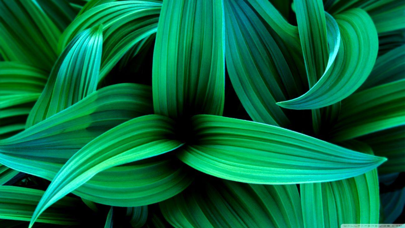 Green Plant Wallpapers - Top Free Green Plant Backgrounds - WallpaperAccess