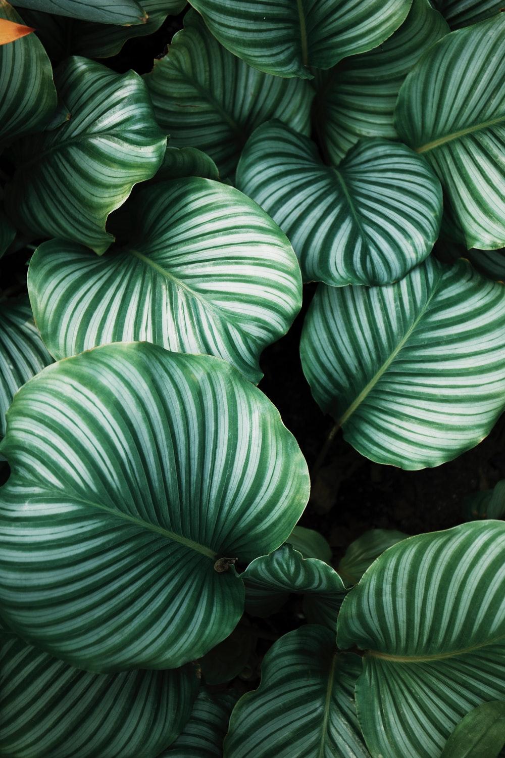 Green Plant Wallpapers - Top Free Green Plant Backgrounds - WallpaperAccess